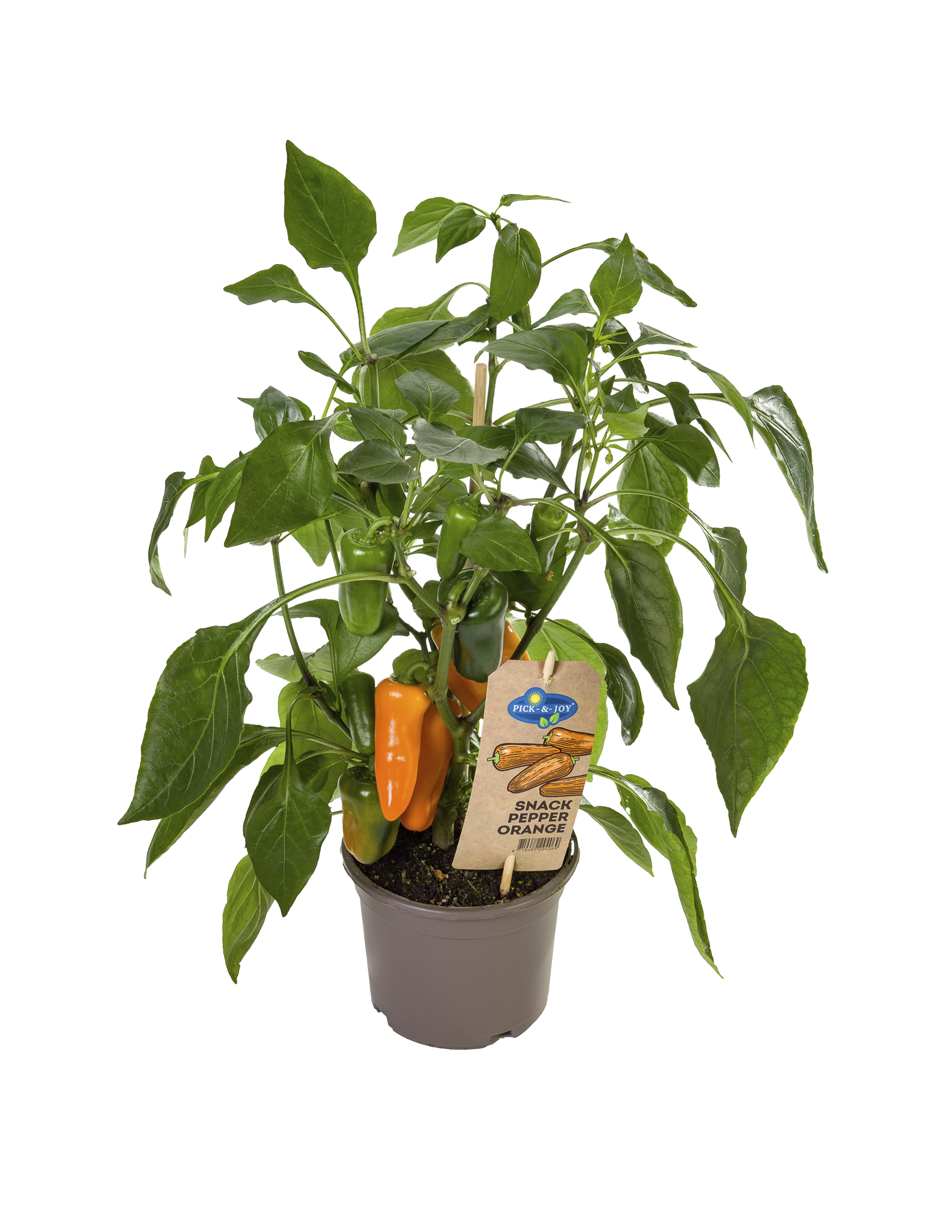 Pick & joy orange peber, Capsicum paprika, Ø14 cm potte | Plantorama