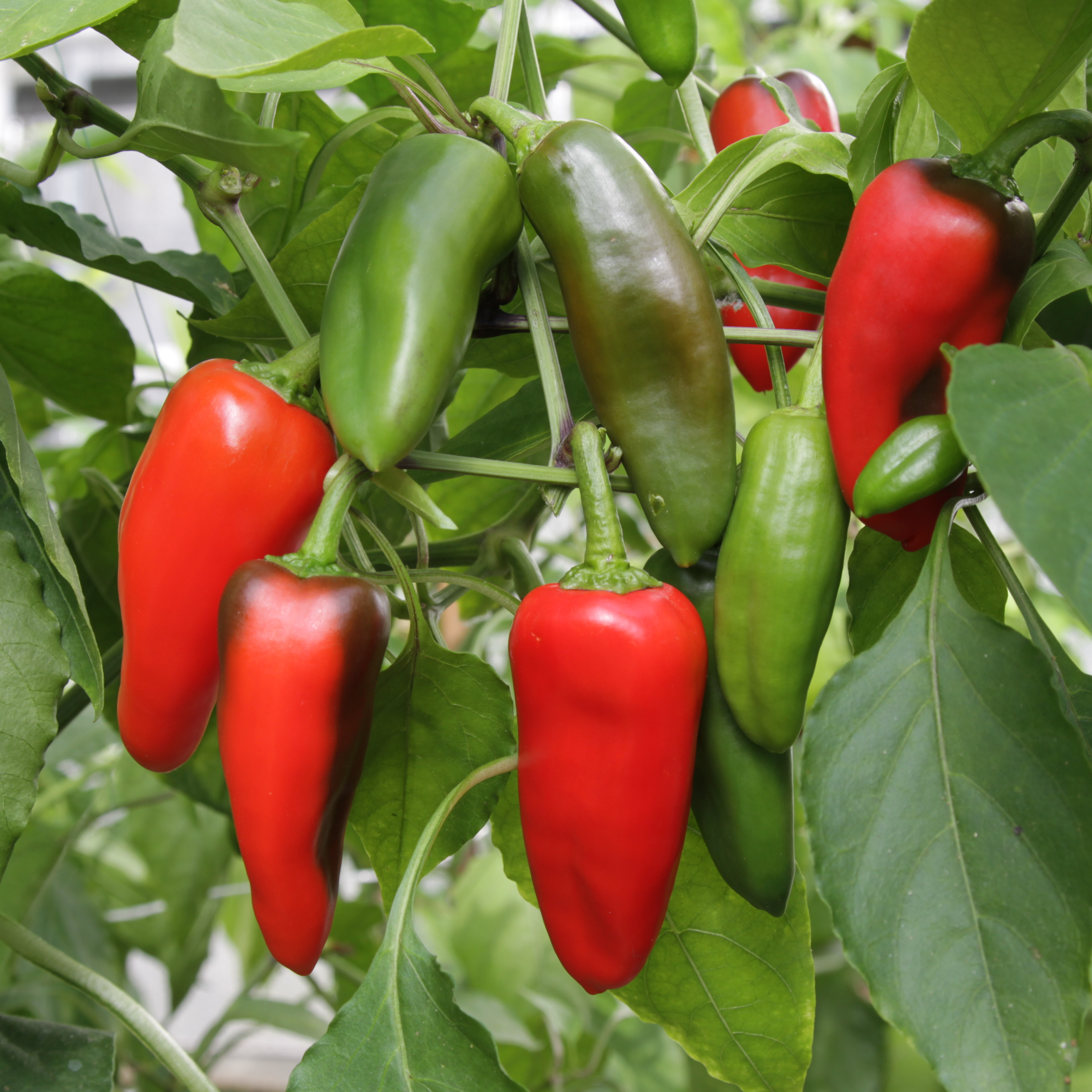 Økologisk snackpeber rød, Capsicum Annuum 'Krebs sweet red', Ø11,5 ...