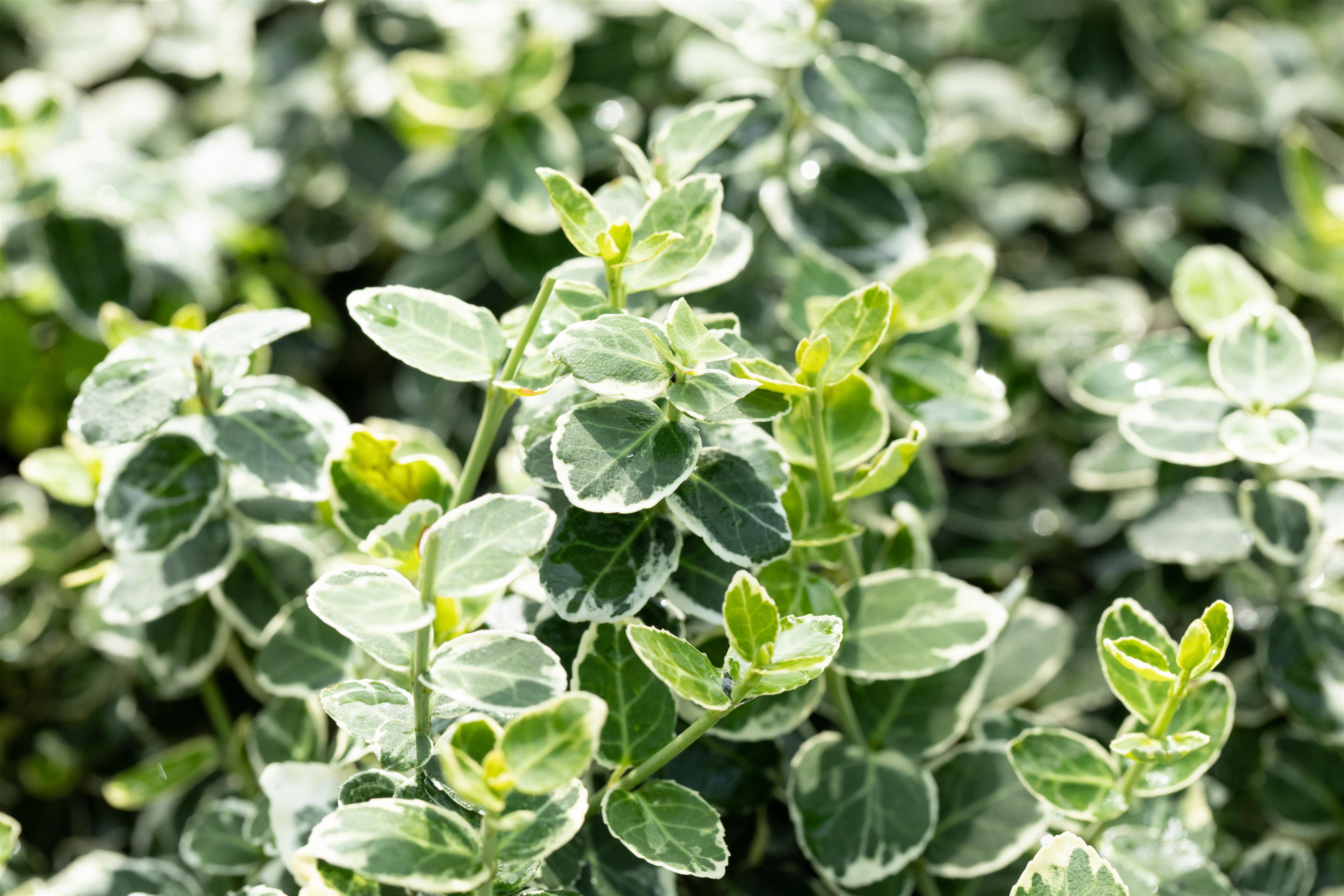 Krybende benved, opstammet, Euonymus fortunei 'Emerald Gaiety', 5 liter ...