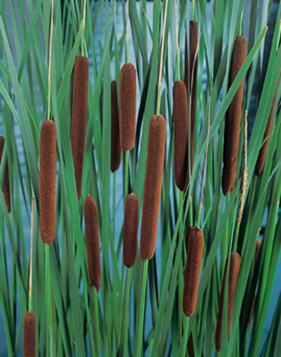 Bredbladet dunhammer, B, Typha latifolia, 9 cm potte | Plantorama