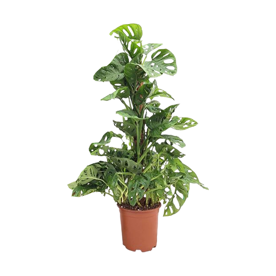 Fingerphilodendron Monstera adansonii ‘Monkey Leaf’ Ø19 cm potte ...