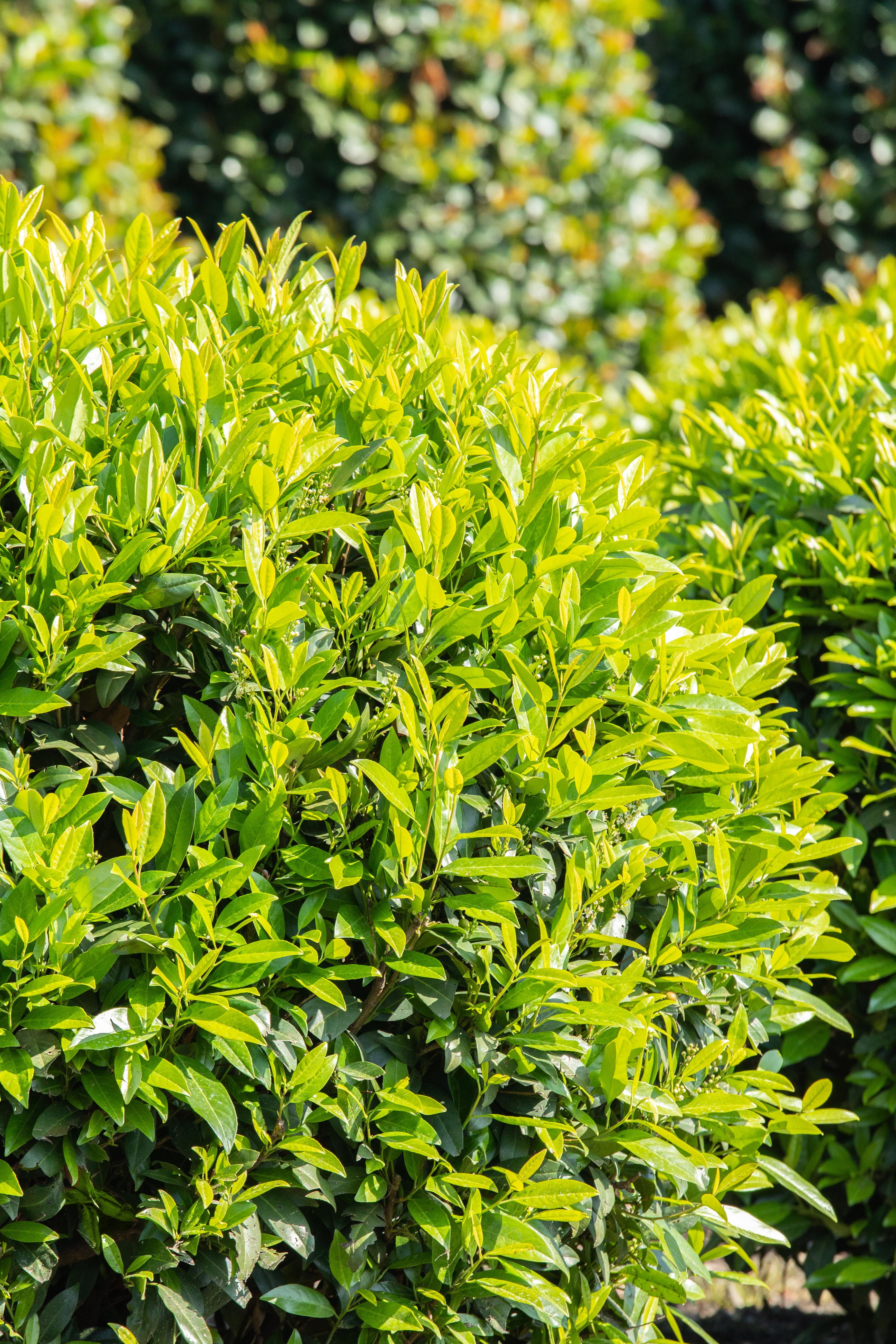 Kirsebærlaurbær, opstammet, Prunus lau. 'Caucasica', 18 liter potte, 80 ...