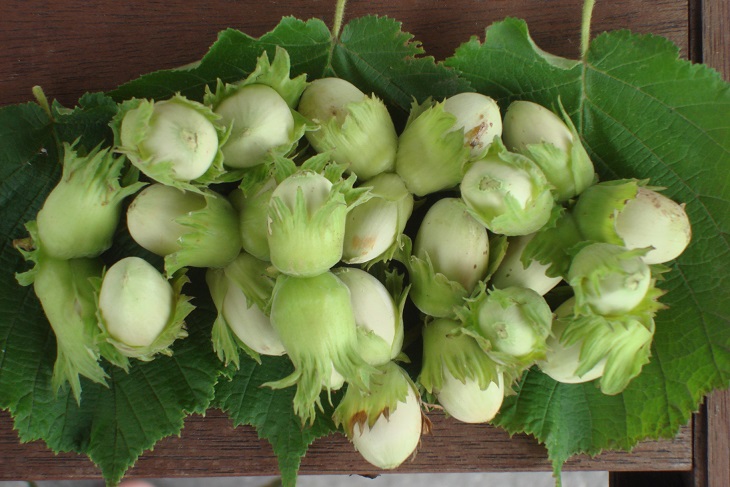 Hassel busk, Corylus avellana 'Cosford', 7,5 liter potte | Plantorama