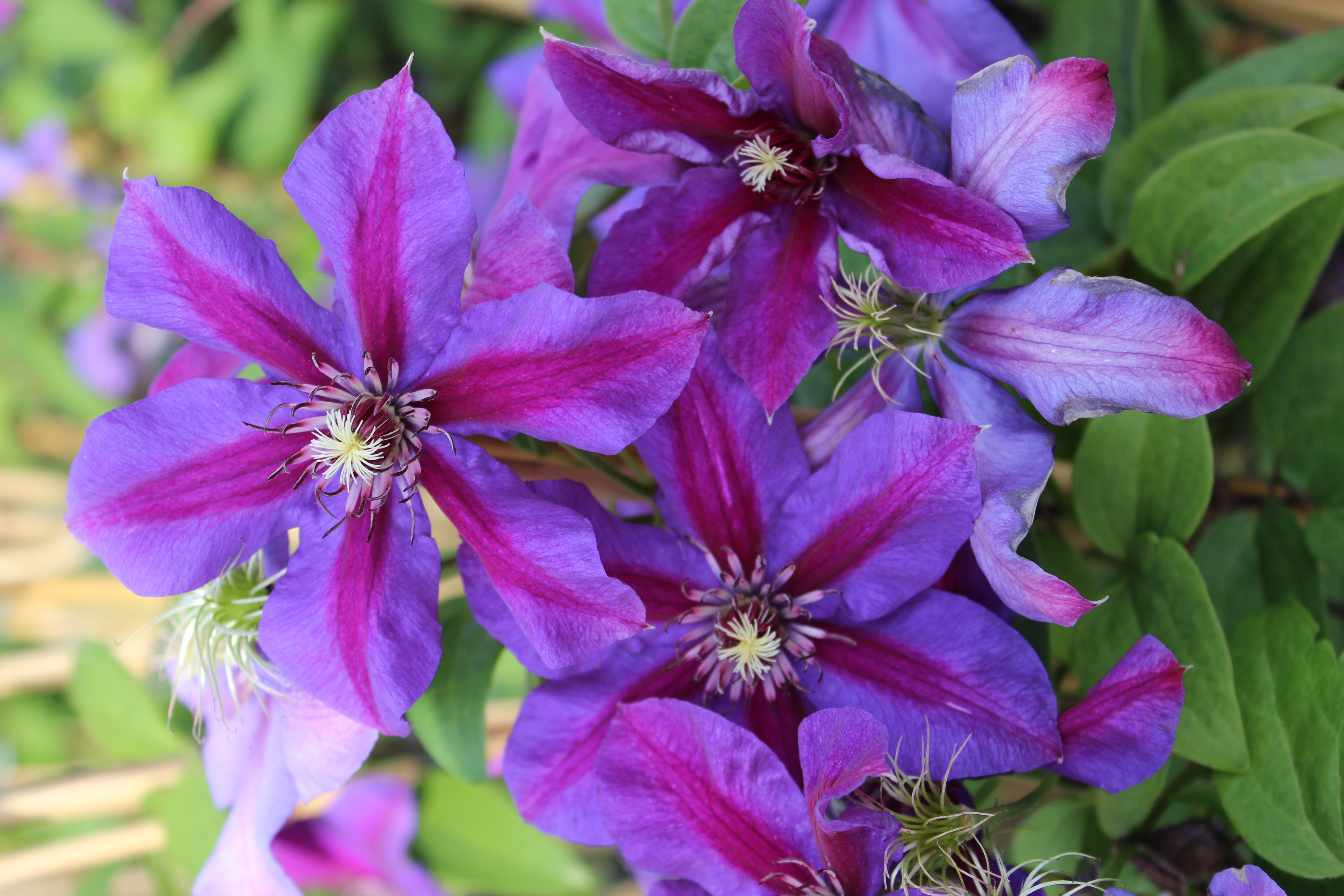 Klematis, Clematis 'Mrs.N.Thompson', 2 liter potte, 60-100 cm | Plantorama