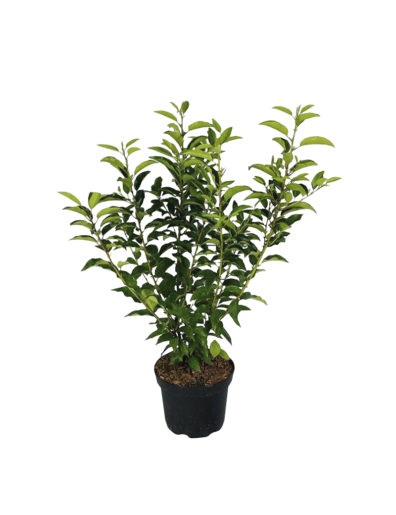 Kirsebærlaurbær, Prunus lau. 'Angustifolia', 3,5 liter potte,60+cm ...