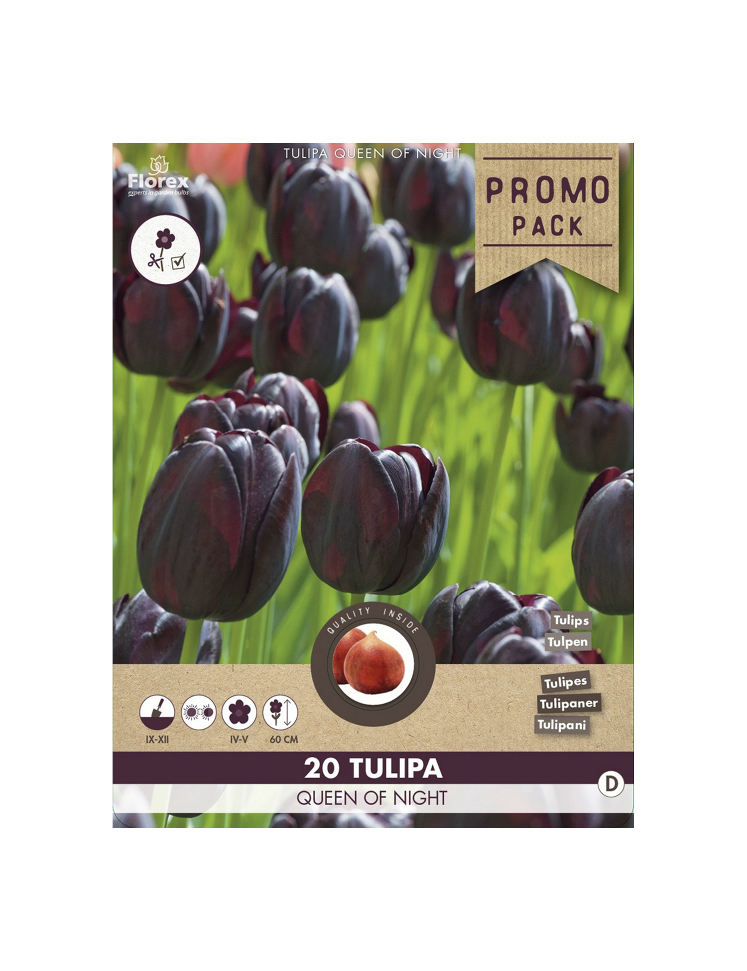 Tulipan løg , Tulip 'Queen of Night'. Pakke med 20 løg | Plantorama