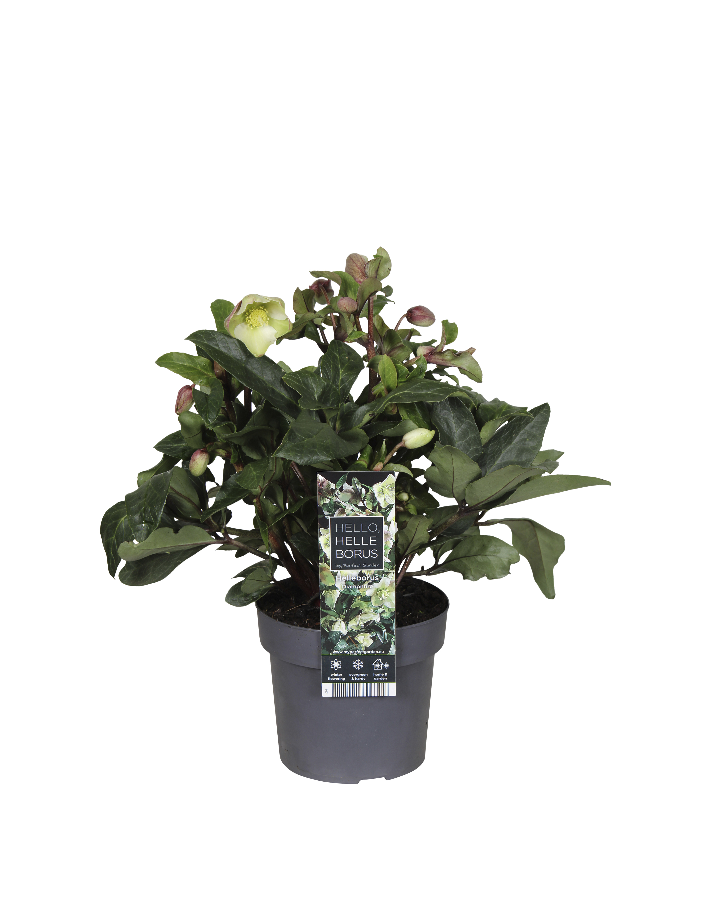 Julerose Helleborus hybrid 'Diamondfire' 2 liter potte | Plantorama