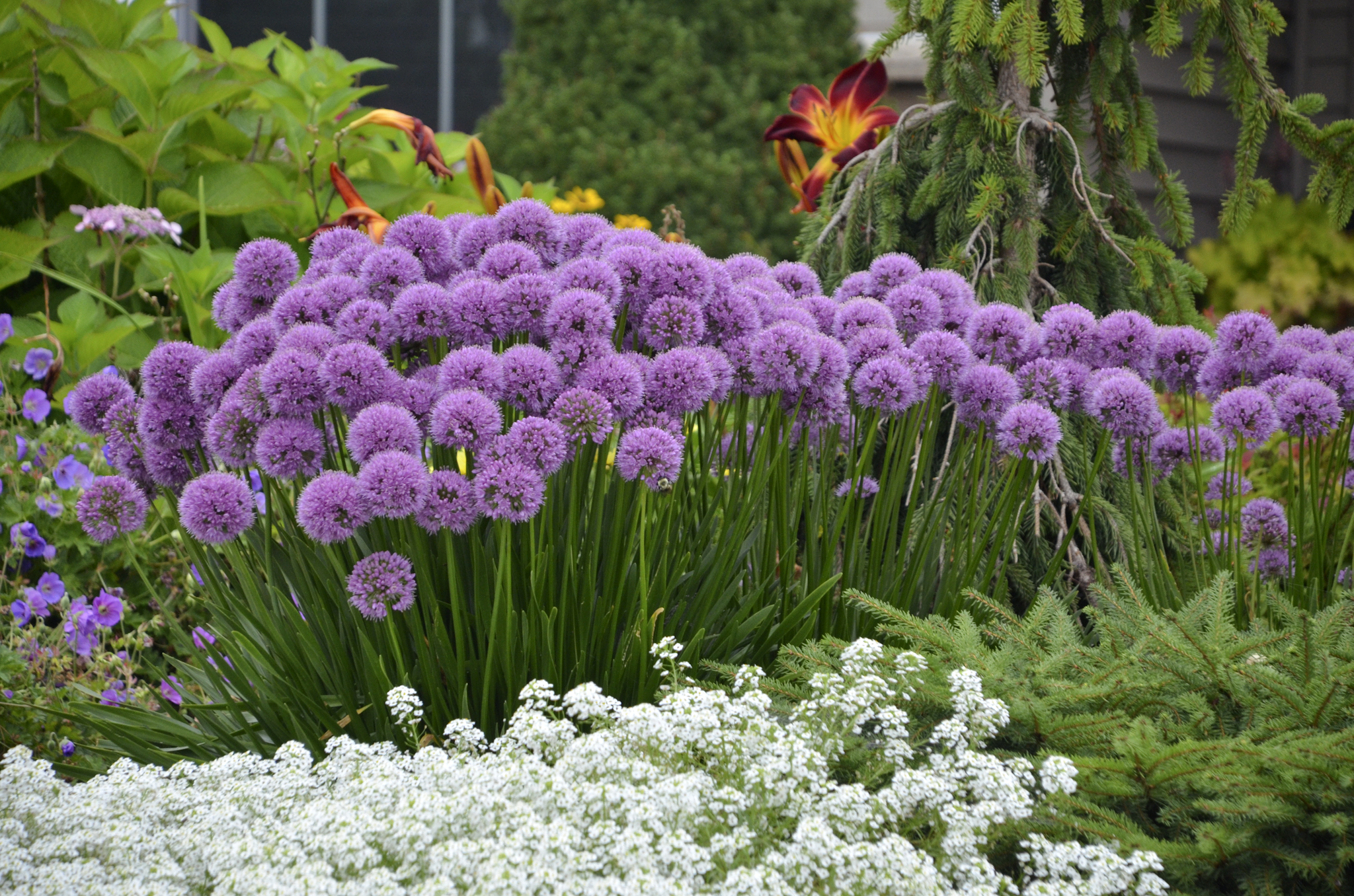 Prydløg Allium senescens 'Millenium' 1 liter potte | Plantorama