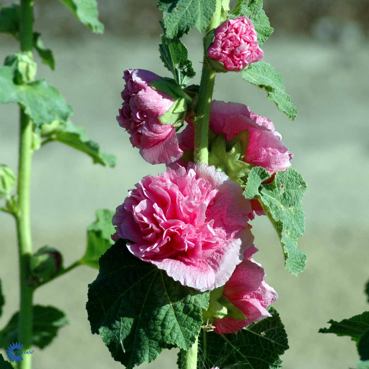 Stokrose Alcea rosea 'Pleniflora' 1 liter potte | Plantorama