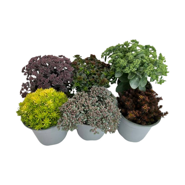 Stenurt Sedum hybrid assorterede sorter 1 liter potte | Plantorama