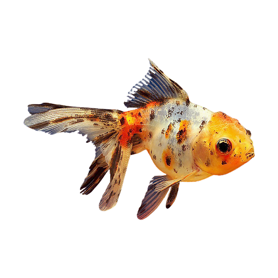 Calico slørhale 5-6 cm | Plantorama