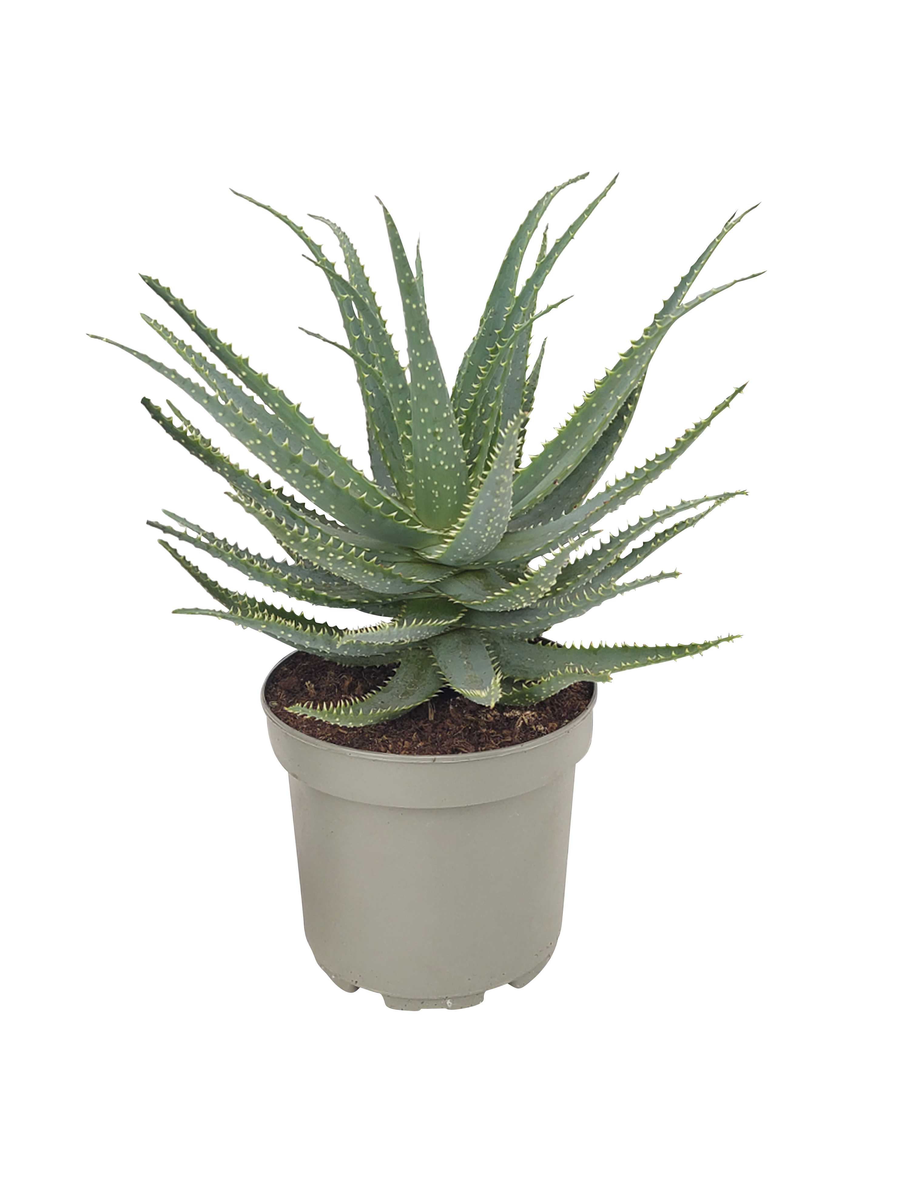 Aloe med blomst, Aloe arborescens, Ø19 cm potte | Plantorama