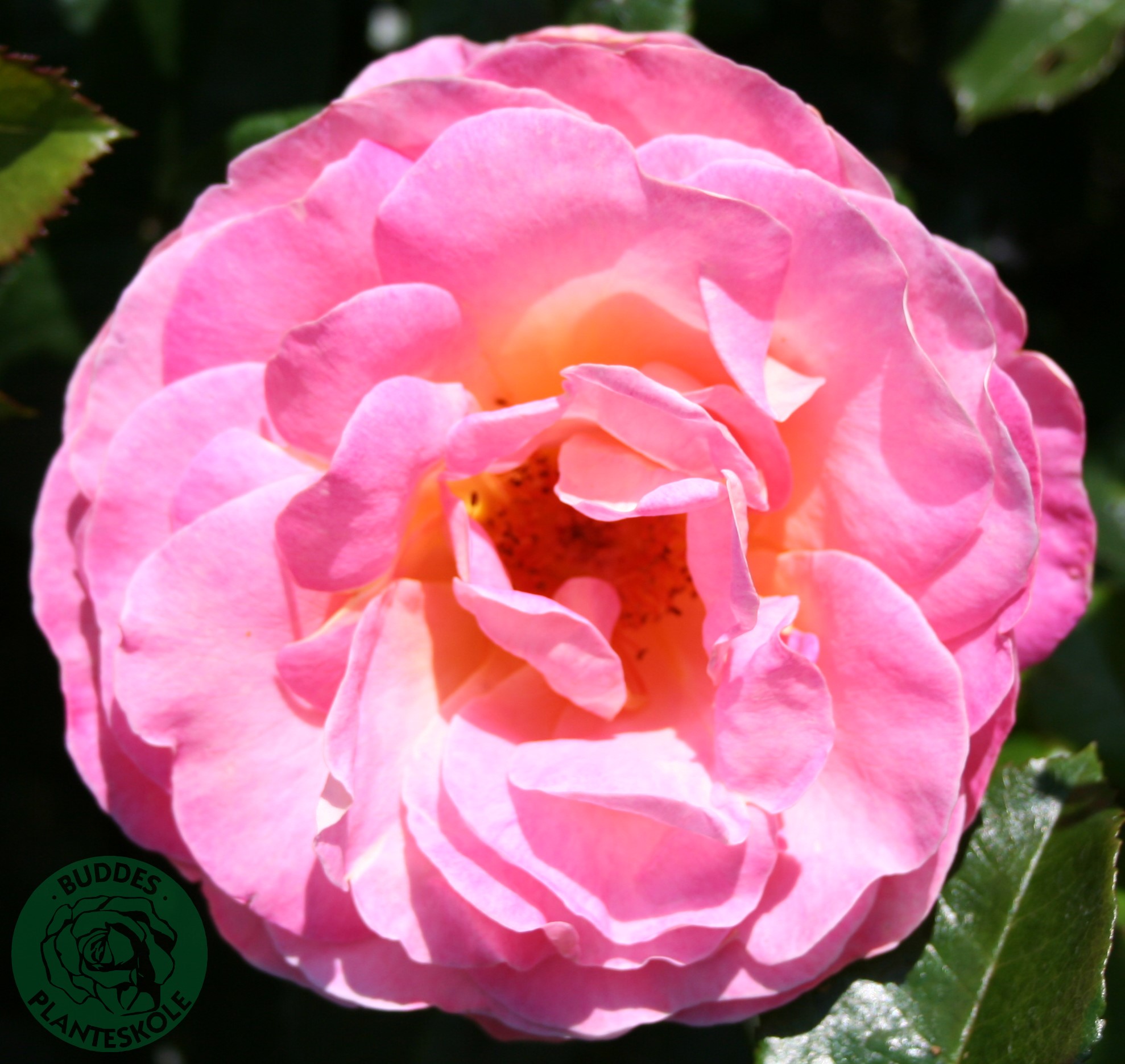 Storblomstret rose Rosa 'Dornburger Schlossrose' 4 liter potte | Plantorama