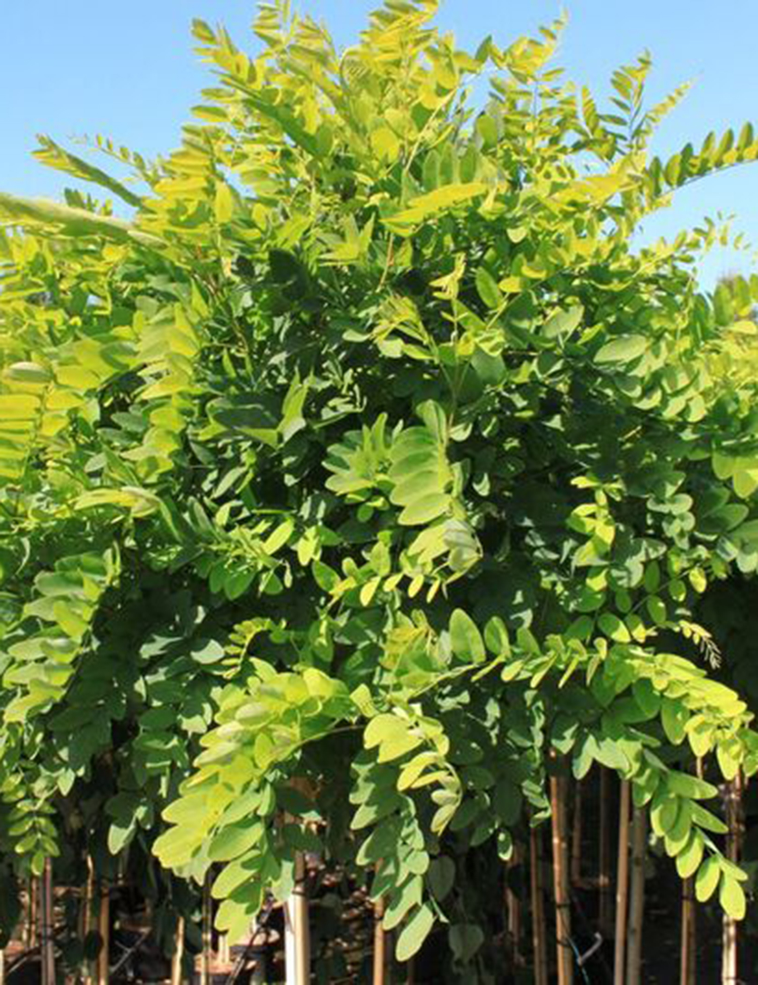 Kuglerobinie , Robinia pseud. 'Umbraculifera', 15 liter potte, 200 cm ...
