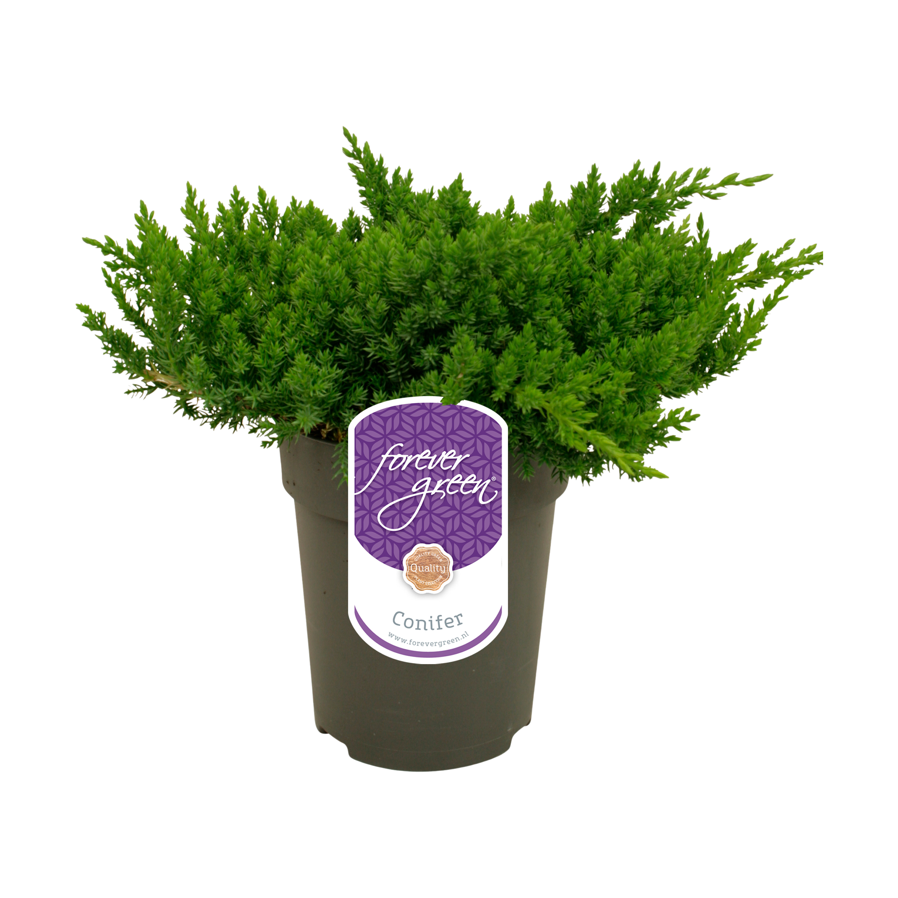 Enebær, Juniperus procumbens 'Nana', 1,5 liter potte | Plantorama
