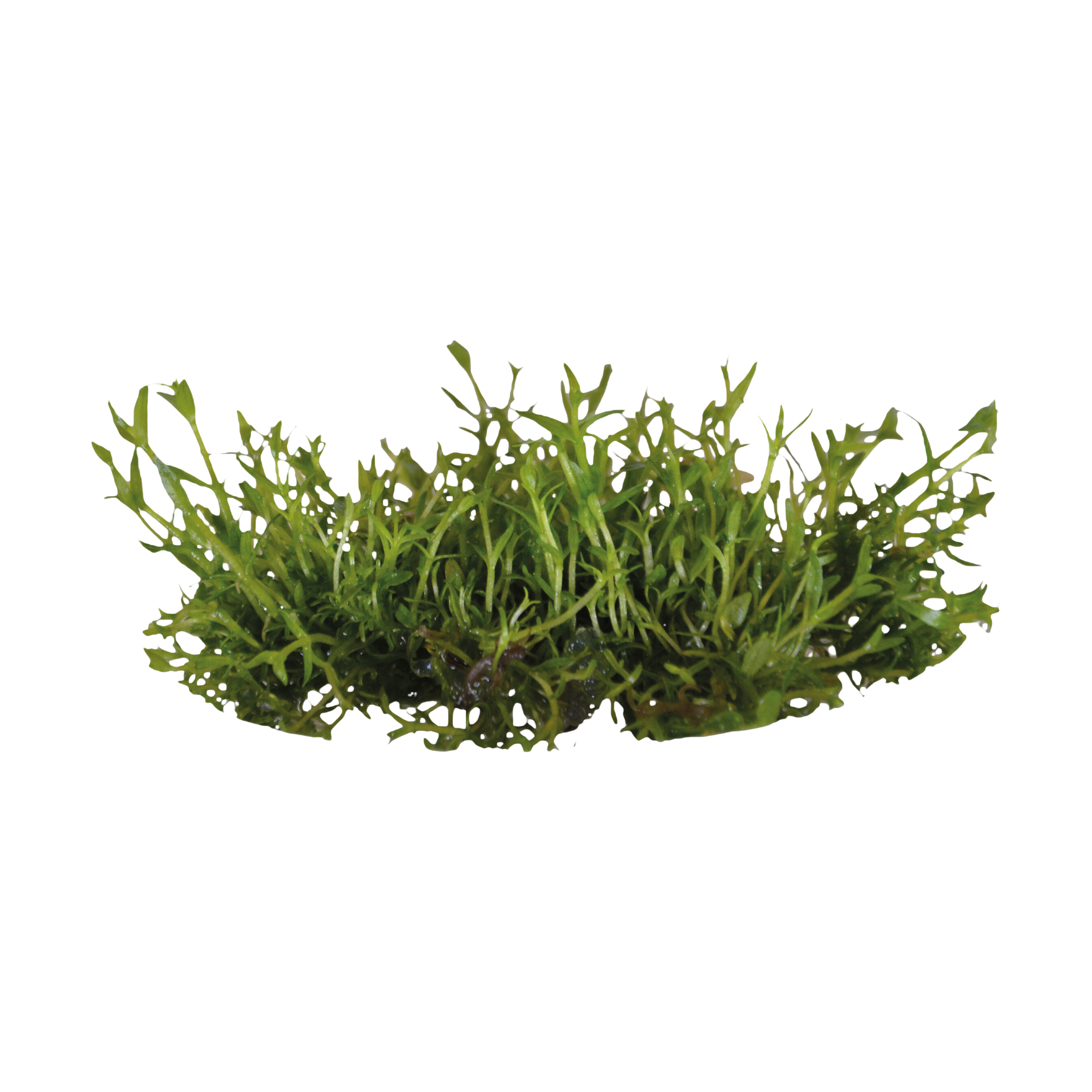 Easy Grow 118 Gratiola Viscidula | Plantorama