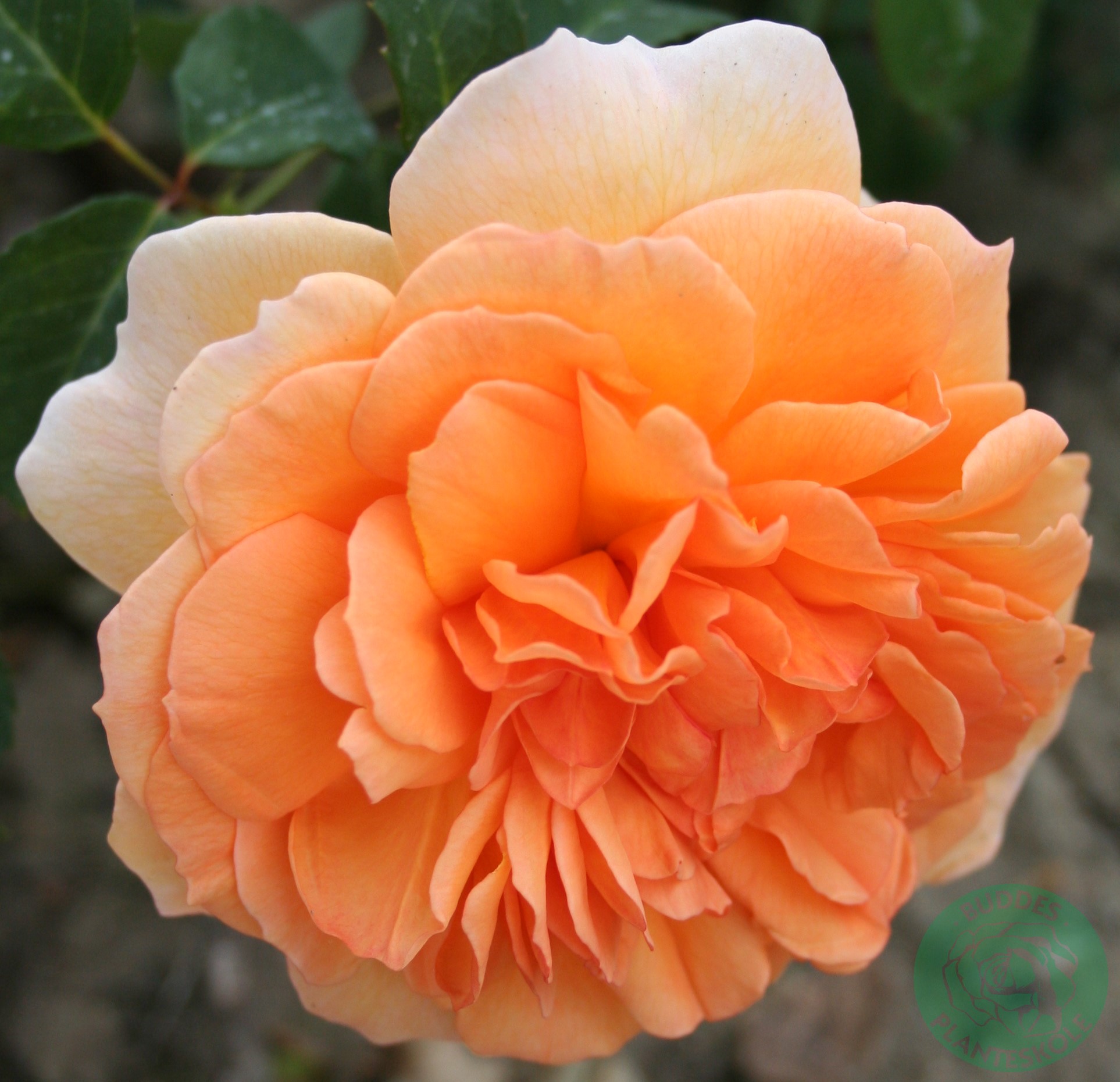 Engelsk rose Rosa 'Dame Judi Dench' | Plantorama