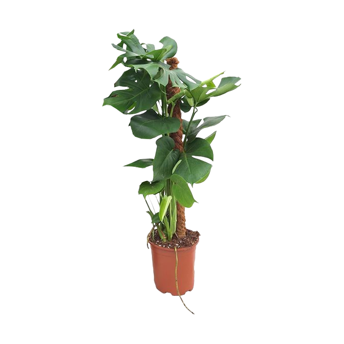 Fingerphilodendron Monstera deliciosa Ø19 cm potte | Plantorama