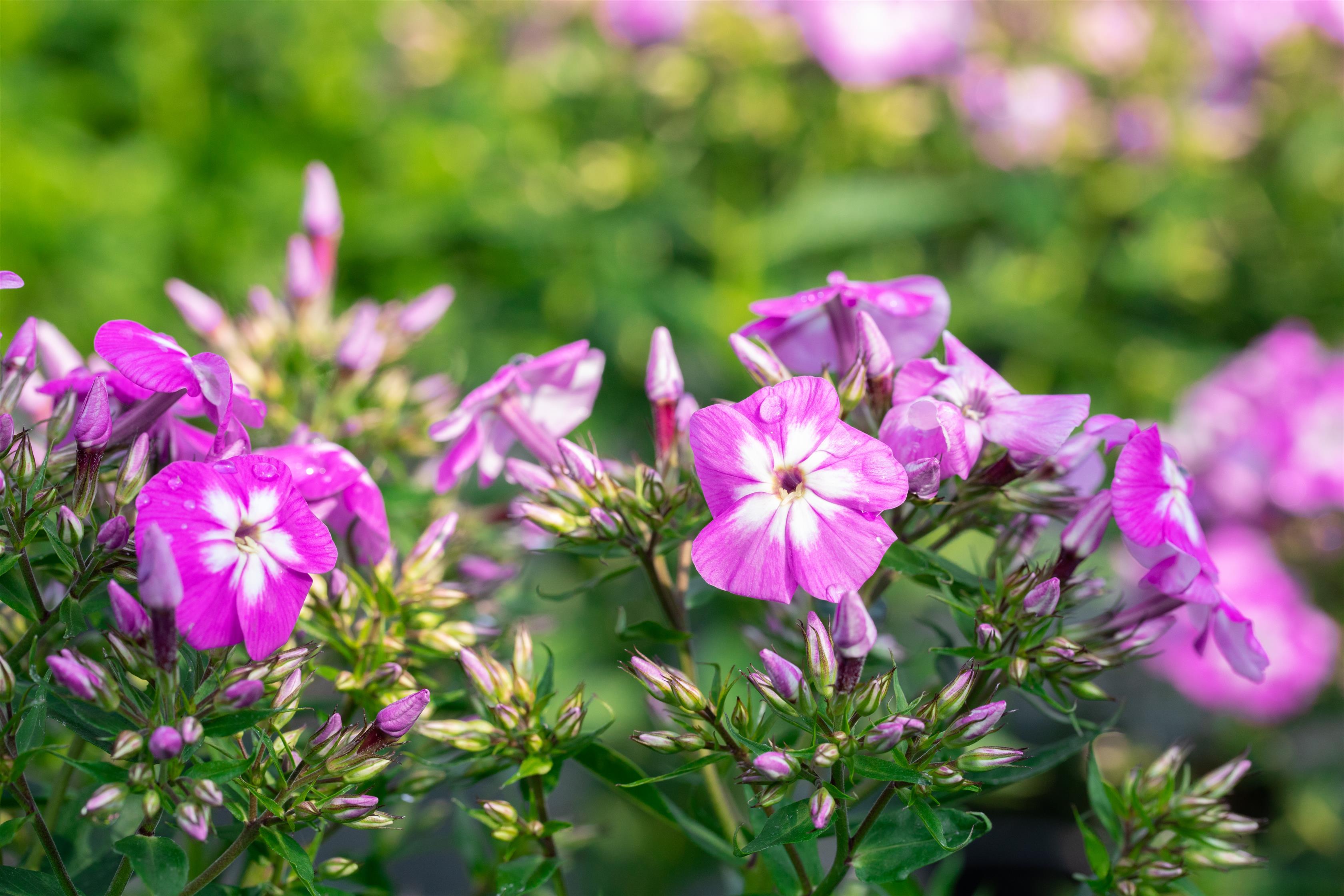 Høstfloks Phlox paniculata 'Flame Lilac Star' 3 liter potte | Plantorama