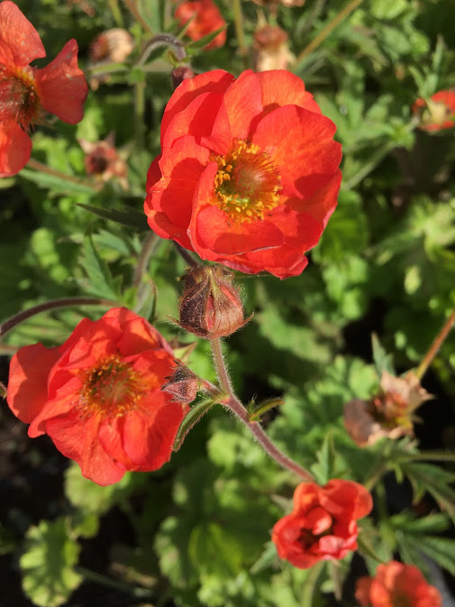 Nellikerod, Geum hybrid 'Scarlet Tempest', 1 liter potte | Plantorama