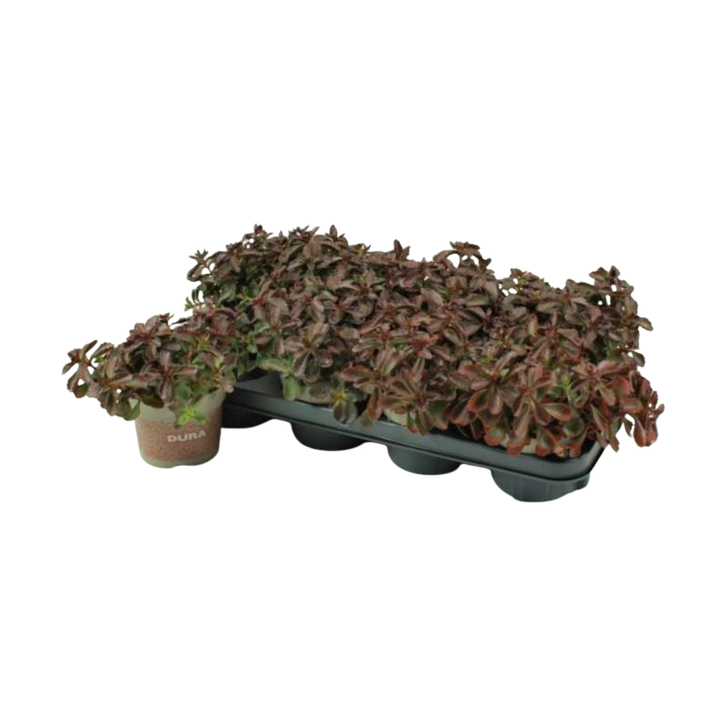 Stenurt Sedum spurium 'Karamell' Ø12 cm potte | Plantorama