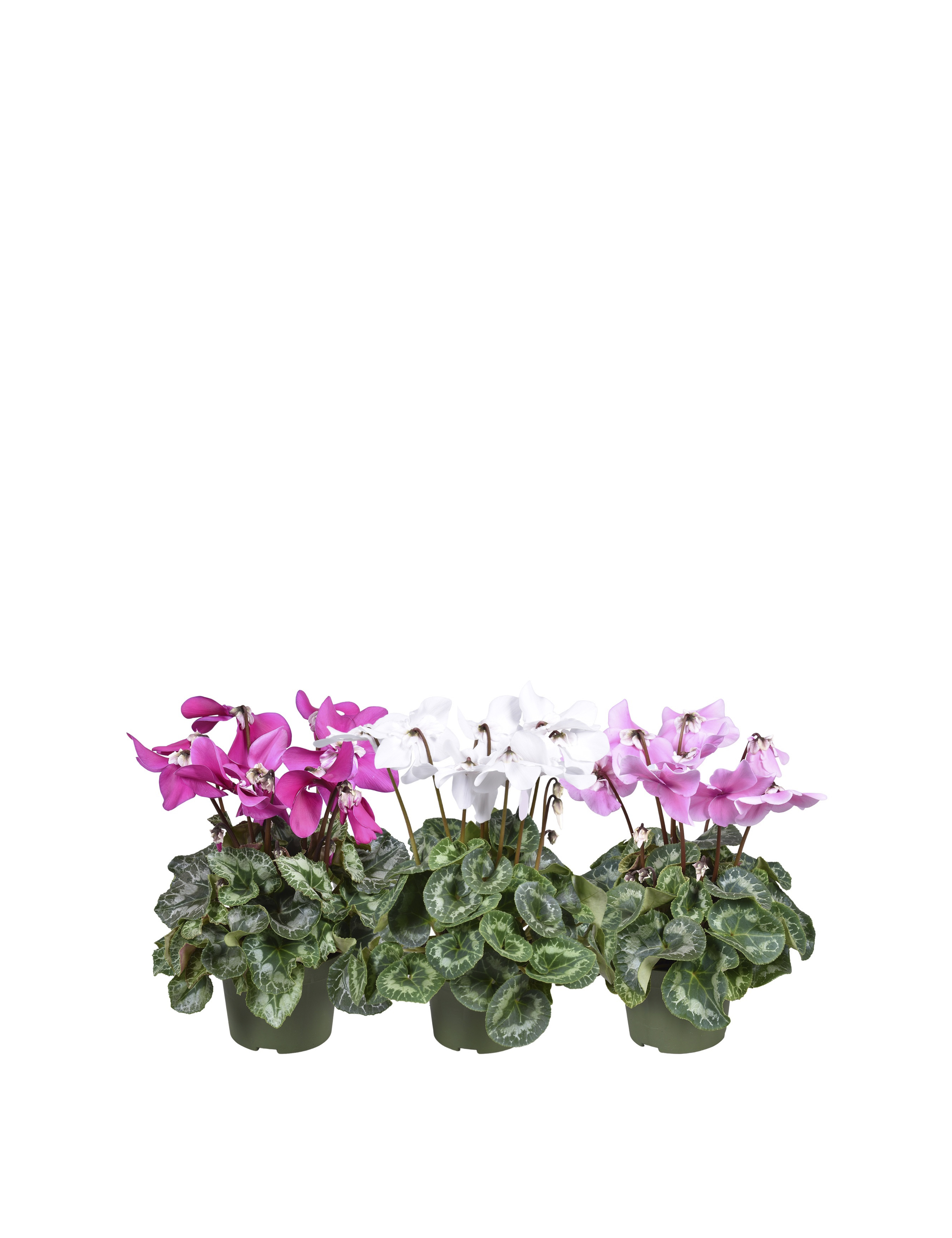 Alpeviol, flere farver, Cyclamen Fantasia Mix, 11 cm potte | Plantorama