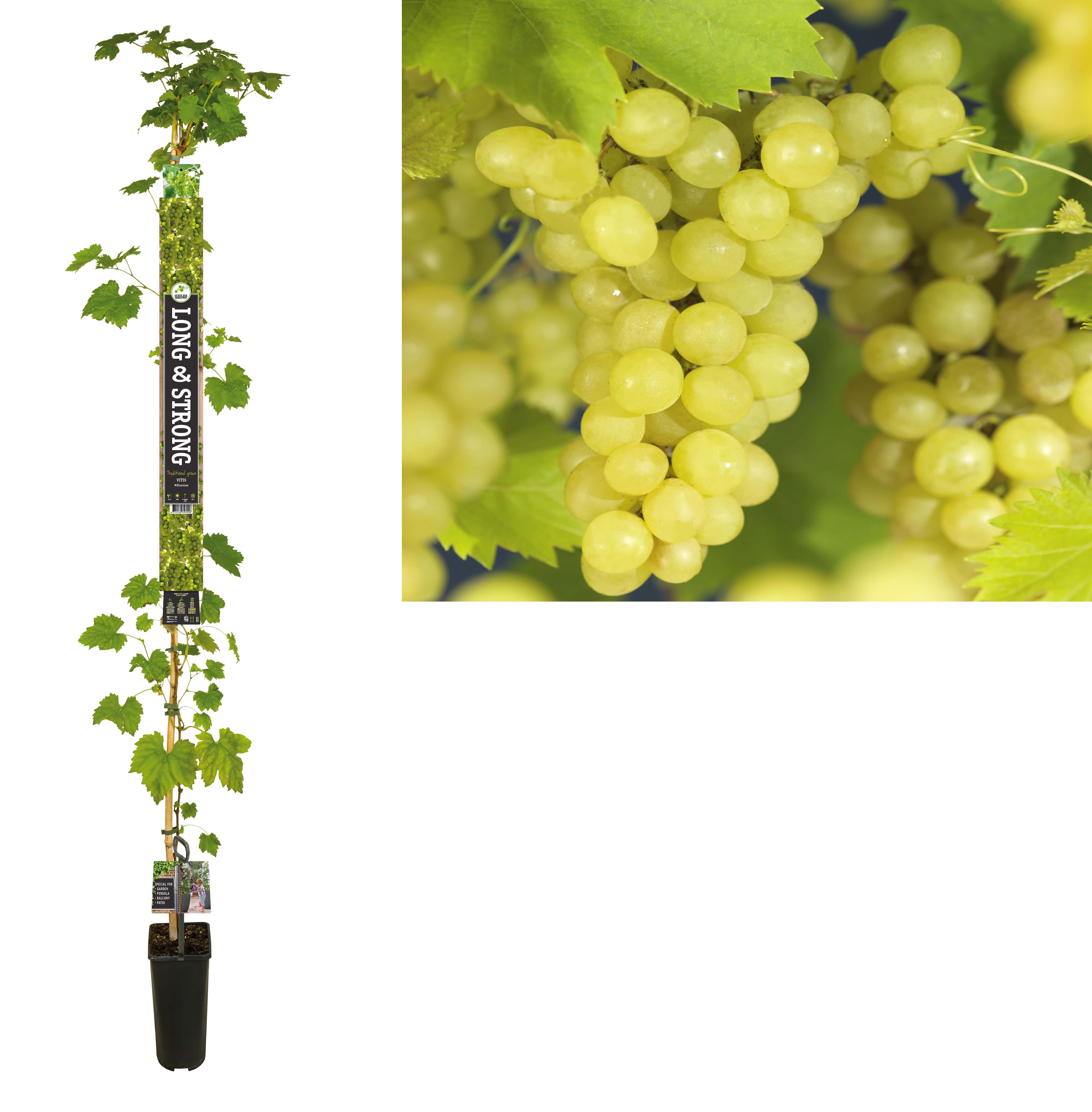 Vindrue, Vitis vin. 'Millenium', 5 liter potte | Plantorama