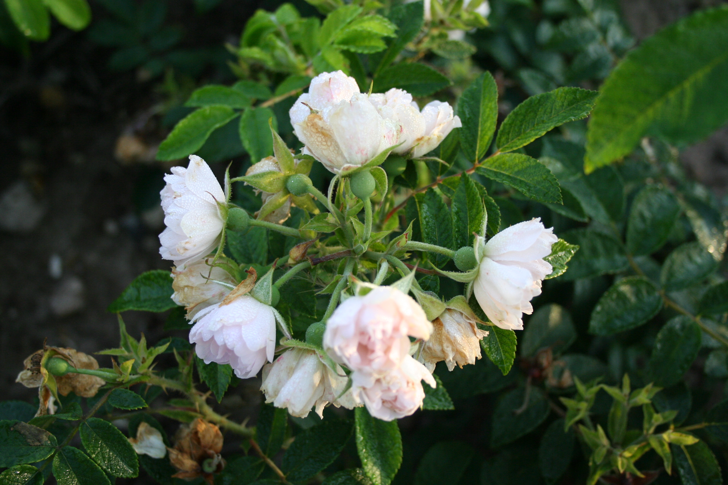 Buskrose Rosa rugosa 'White Grootendorst' | Plantorama