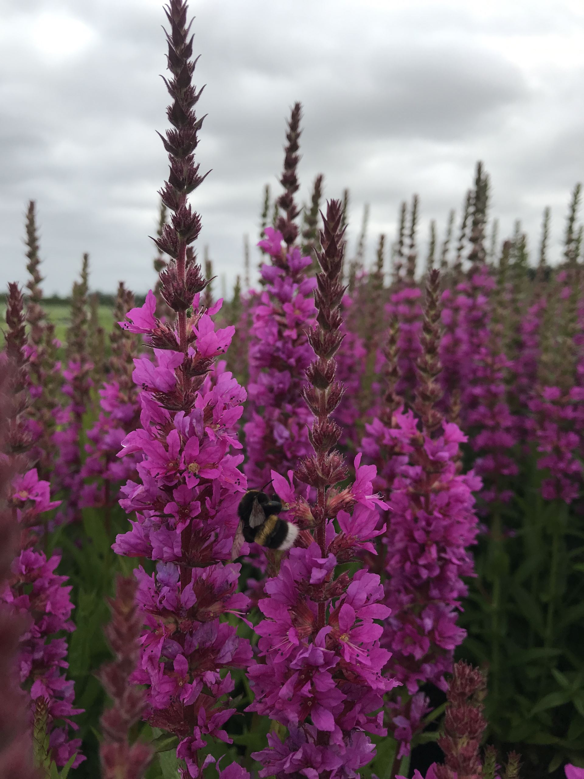 Kattehale Lythrum salicaria 'Robin' 1 liter potte | Plantorama