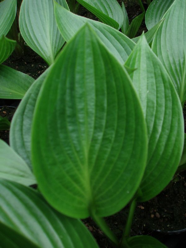 Funkia, Hosta hybrid 'Devon Green', 1 liter potte | Plantorama