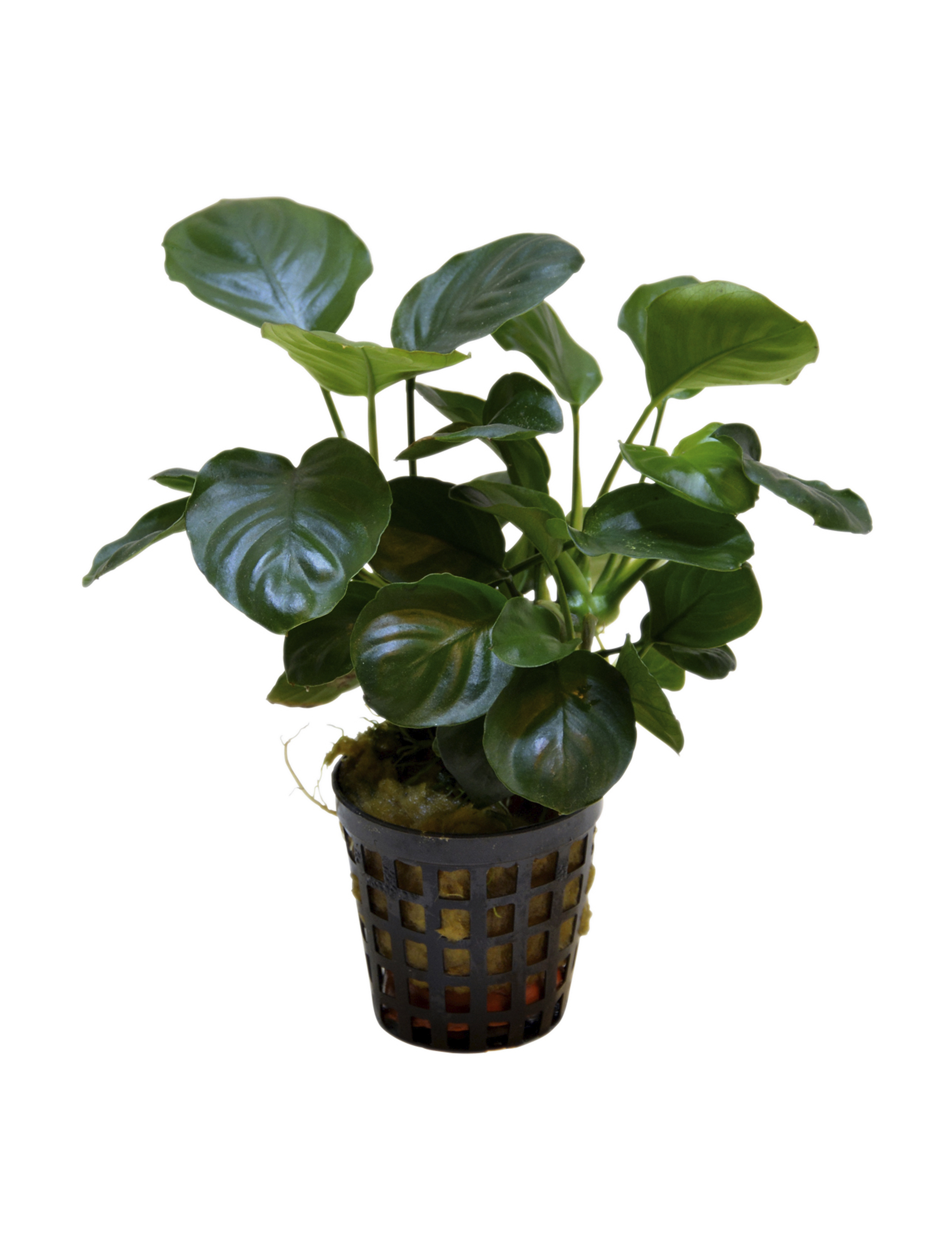 Anubias Nana Coin | Plantorama