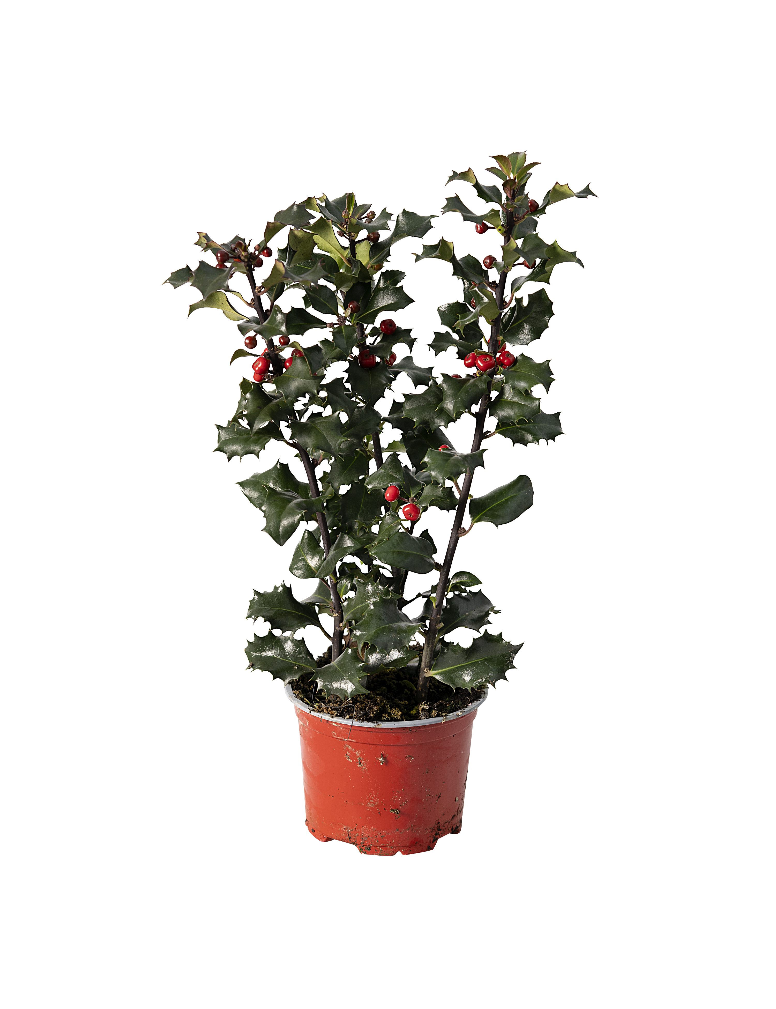Ilex med røde bær, Ilex Aquifolium, Ø12 cm potte | Plantorama