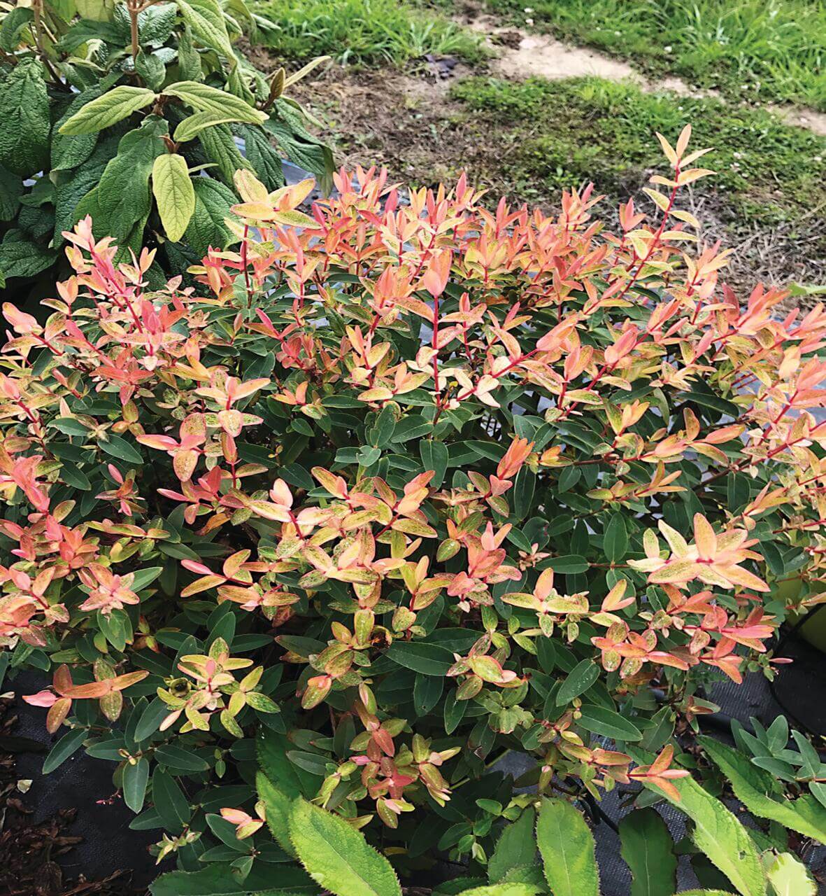 Perikon, First Editions®, Hypericum hybrid 'Radiance', 3 liter potte ...