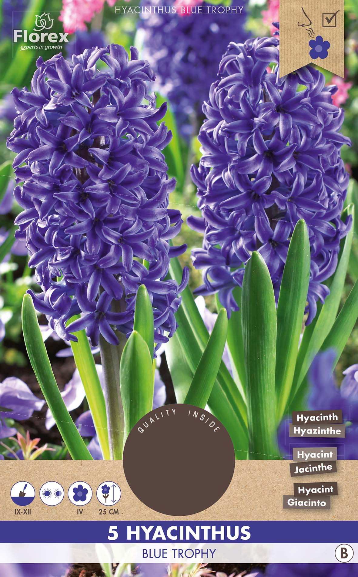 Hyacinth løg , Hyacint 'Blue Trophy'. Pakke med 5 løg | Plantorama