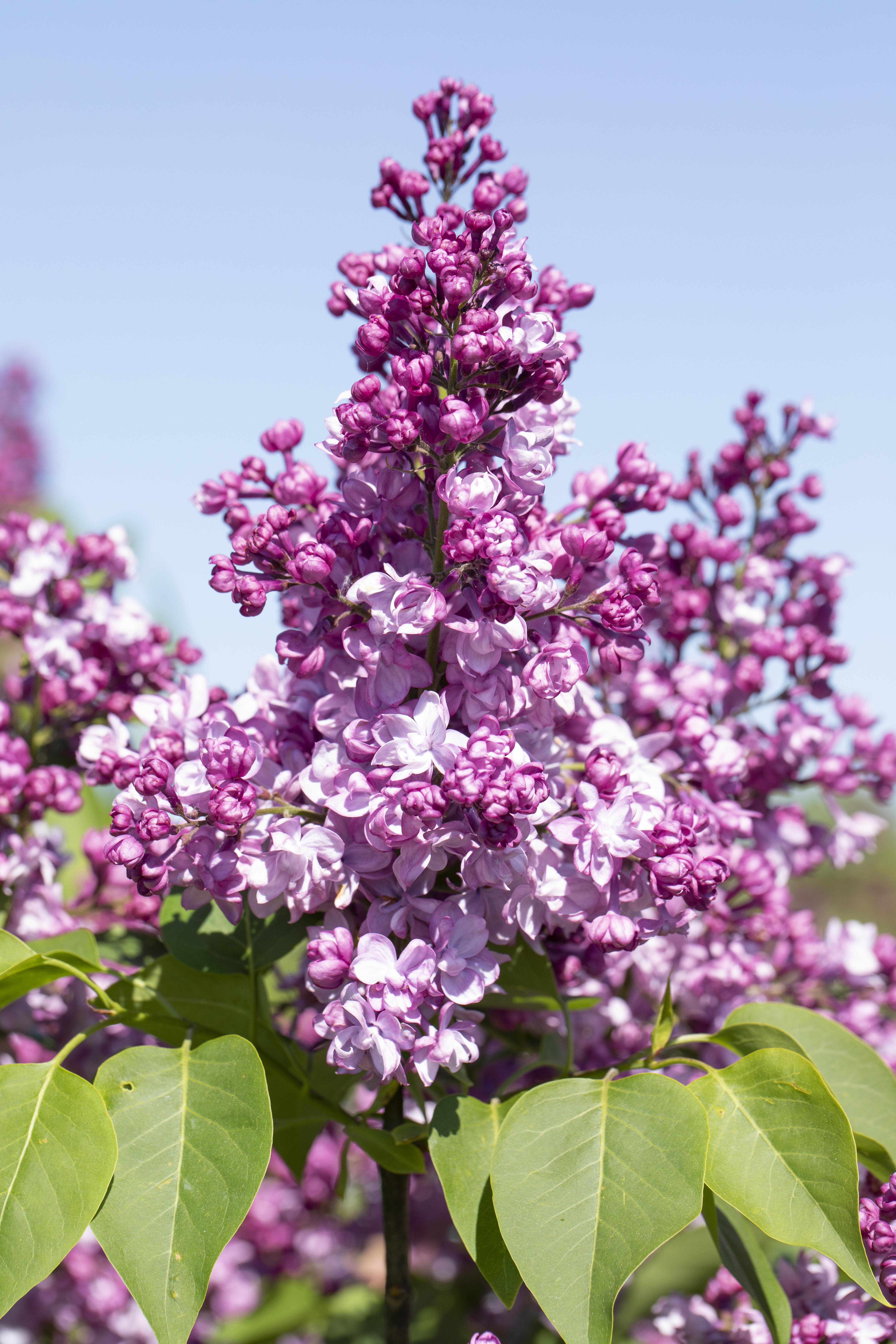 Syren Syringa vulgaris 'General Pershing' 3,5 liter potte | Plantorama