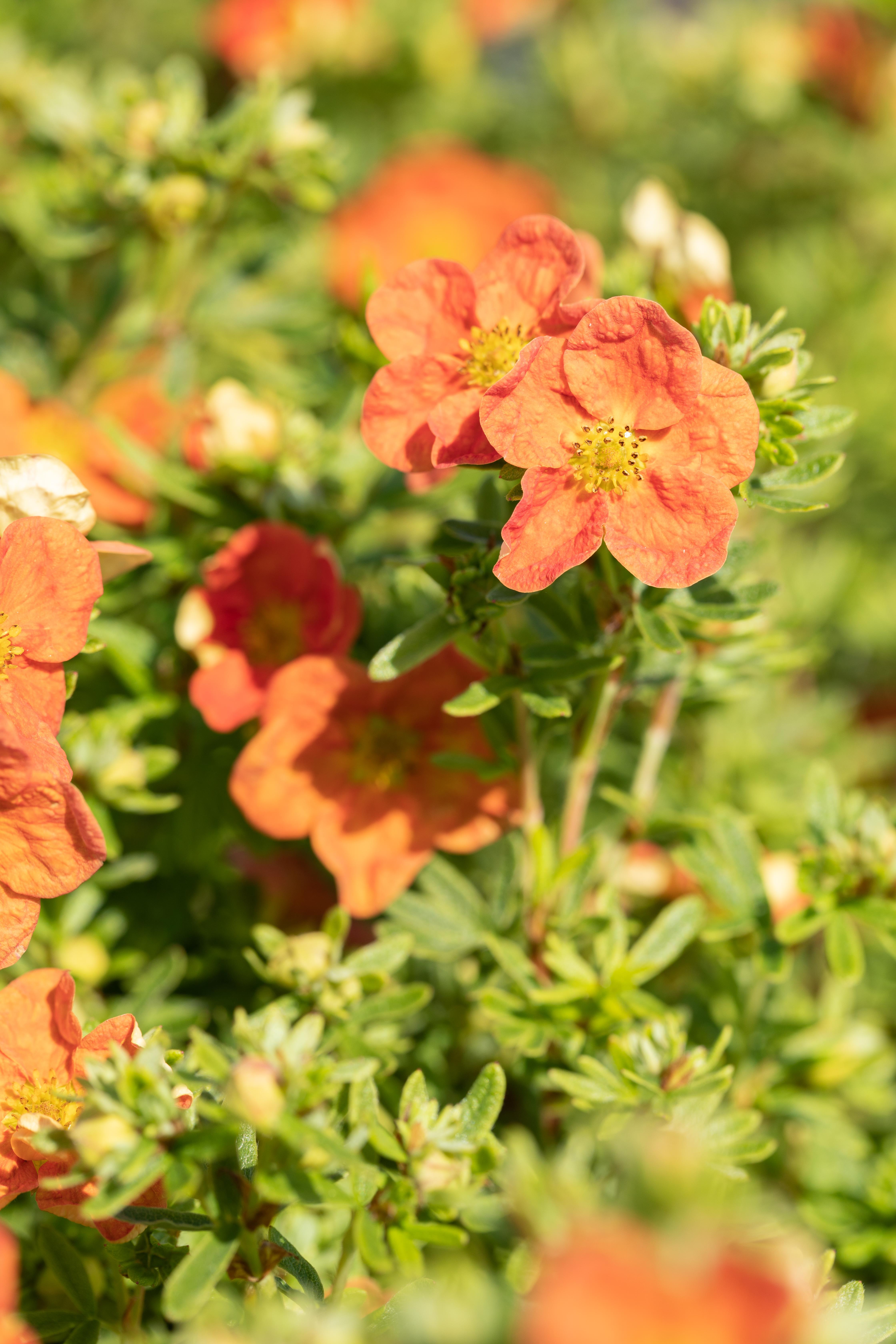 Buskpotentil, Potentilla fruticosa 'Red Ace', 3 liter potte | Plantorama