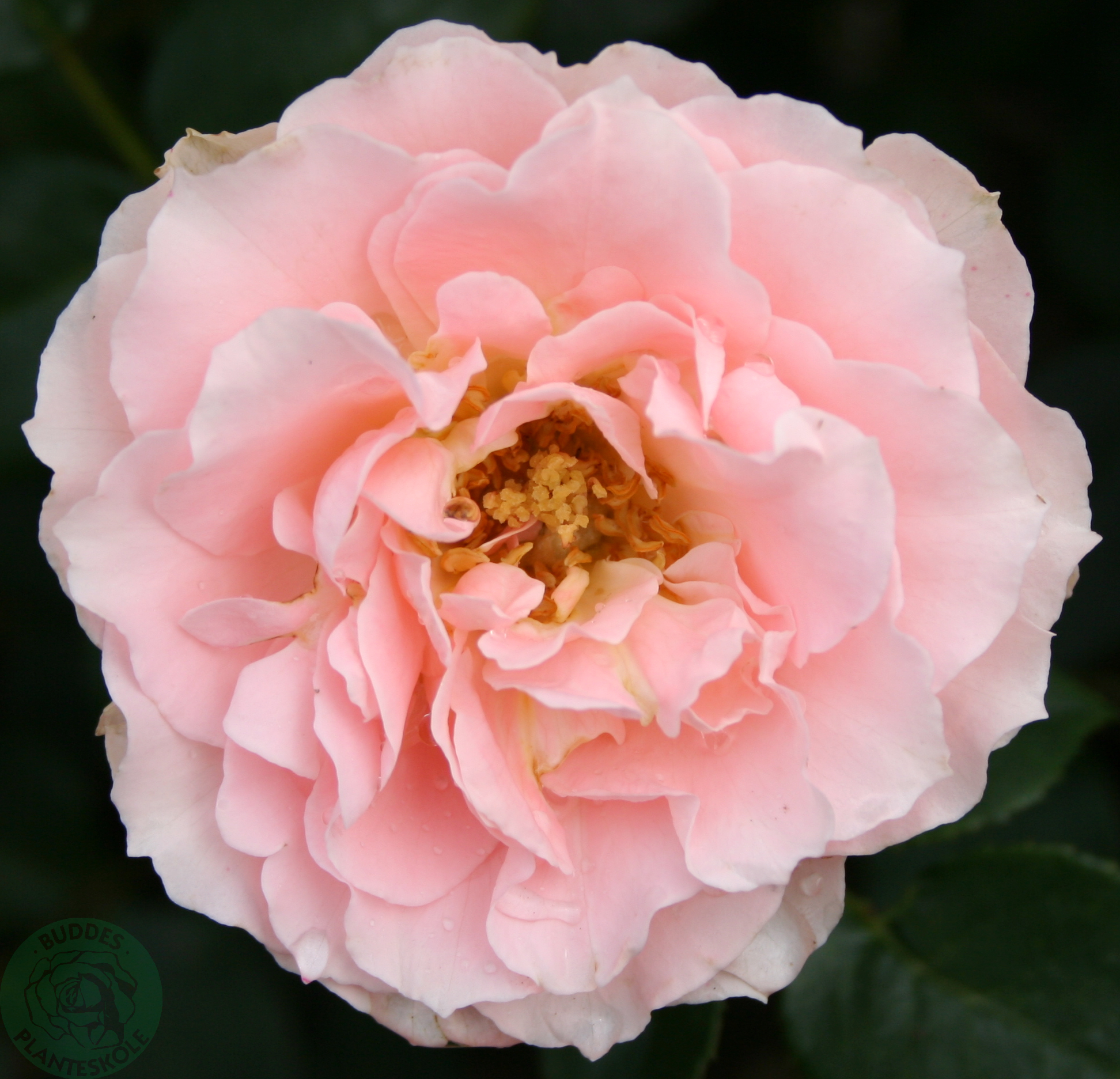 Buketrose, barrod, Rosa 'Ingeborg's rose™', | Plantorama