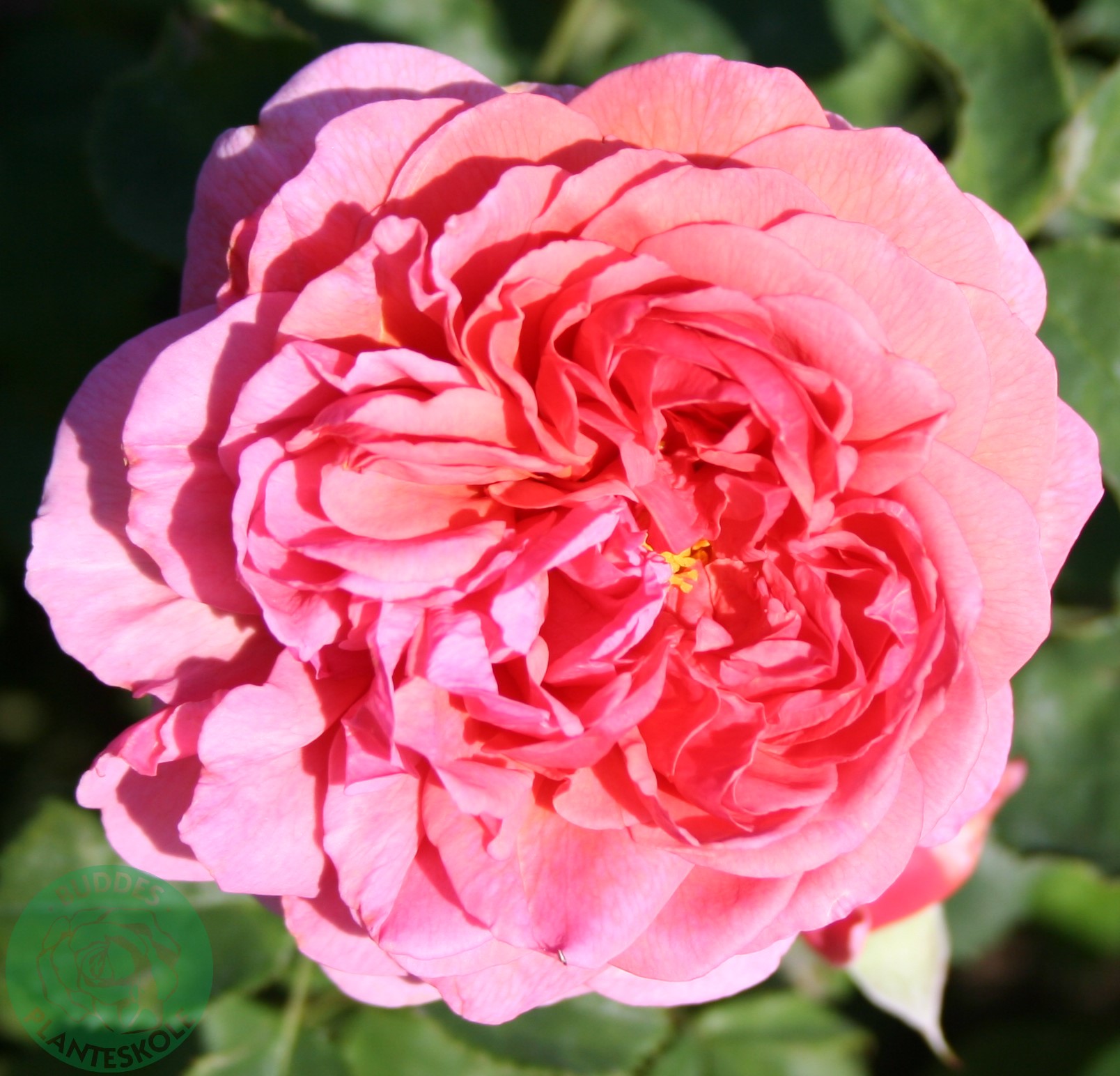 Engelsk rose Rosa 'Princess Alexandra Of Kent' 4 liter potte | Plantorama