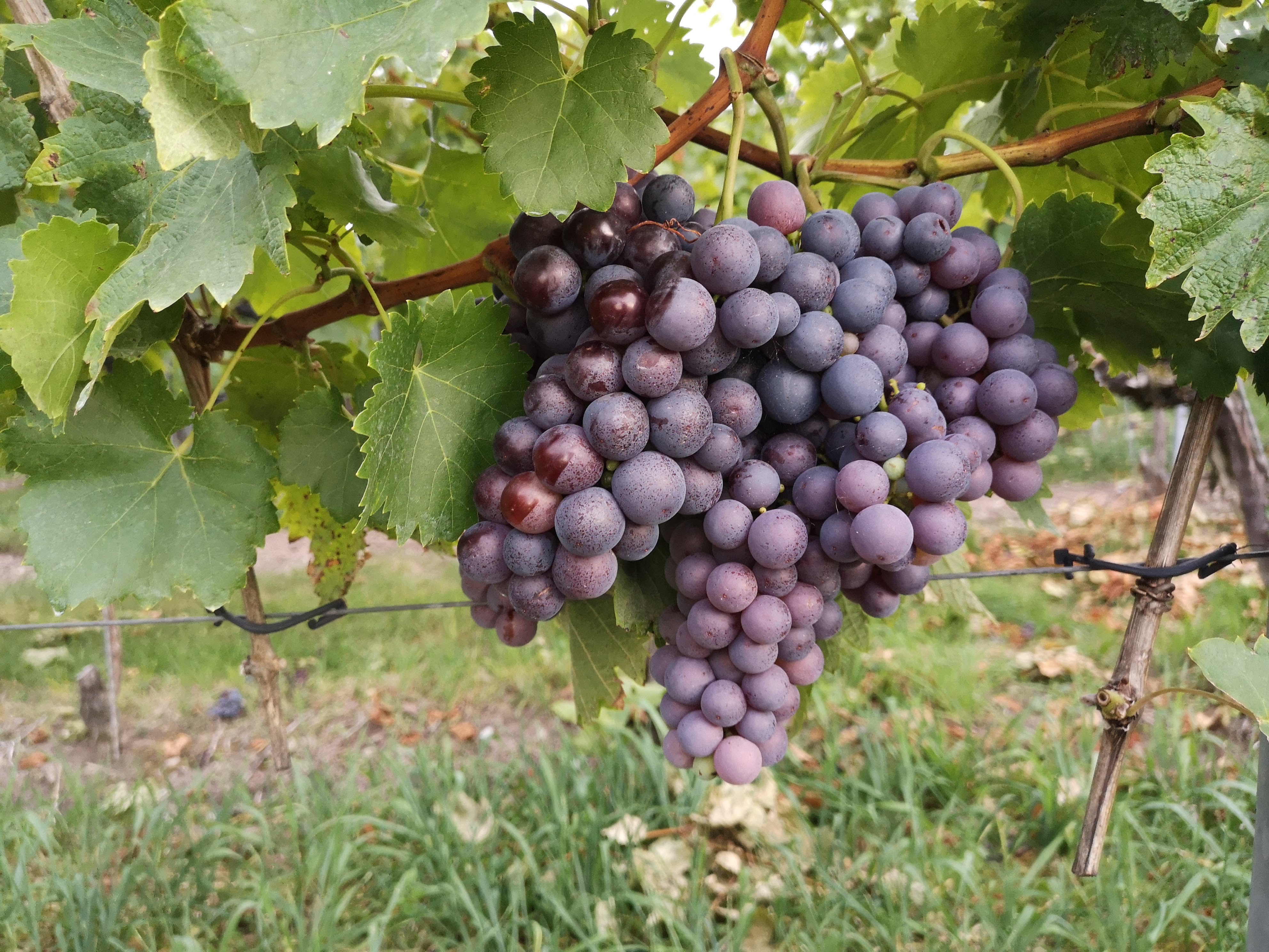 Vindrue, Vitis 'Reha', 3 liter potte, 80 - 100 cm | Plantorama