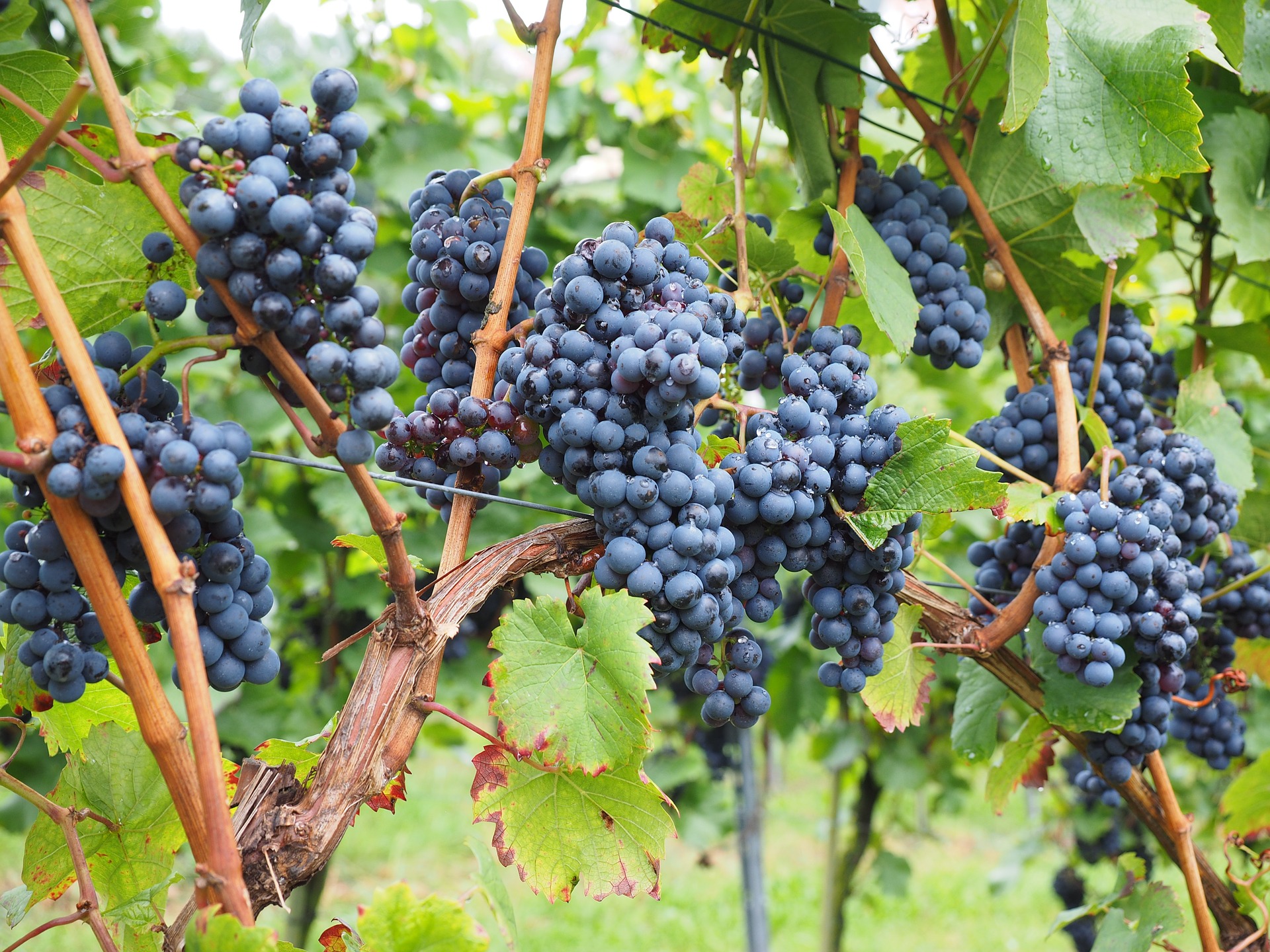 Vindrue, Vitis 'Regent', 3 liter potte, 80 - 100 cm | Plantorama