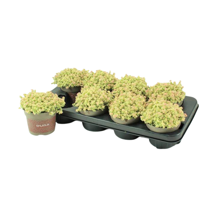 Stenurt Sedum pellucida 'Little Missy' Ø12 cm potte | Plantorama