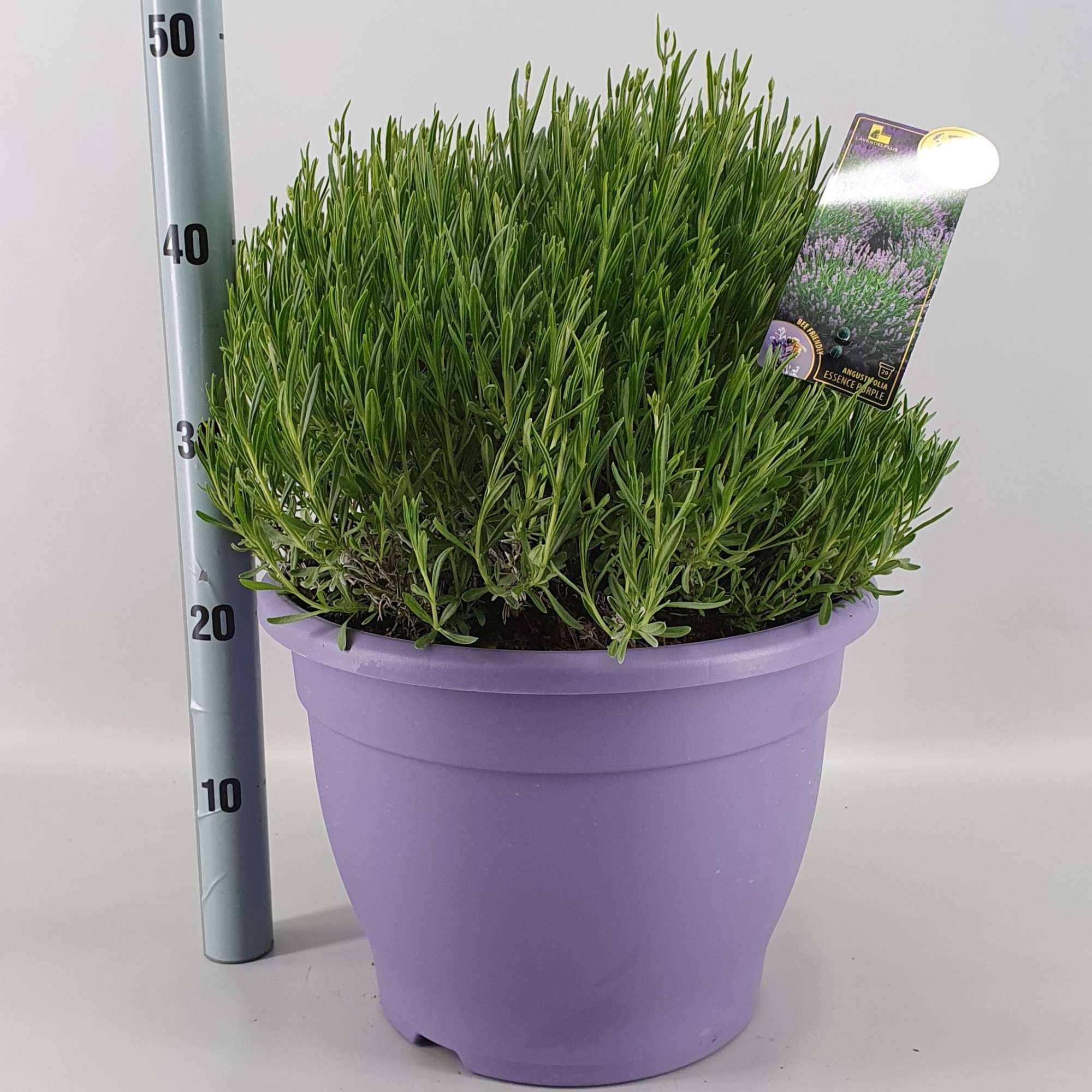 Lavendel busk, Lavandula ang. 'Essence Purple' H50 cm, Ø32 cm potte ...
