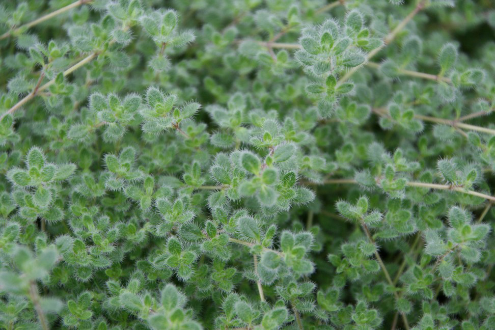 Dunet timian, Thymus pseudolanuginosus, Ø10 potte | Plantorama