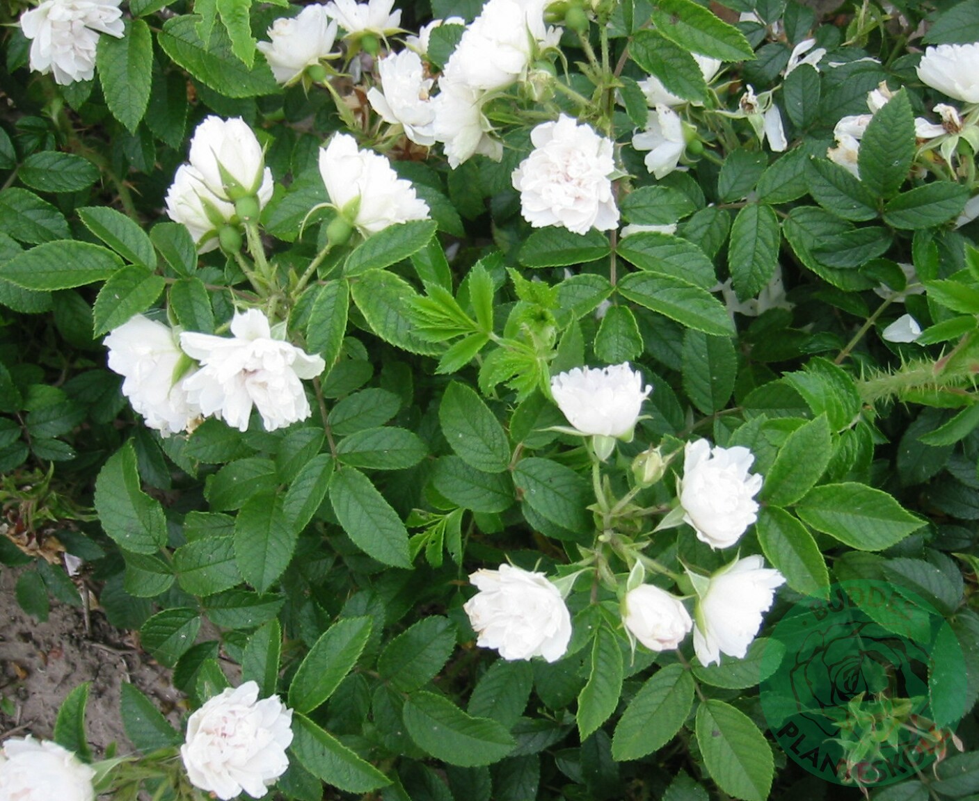 Buskrose Rosa rugosa 'White Grootendorst' 4 liter potte | Plantorama