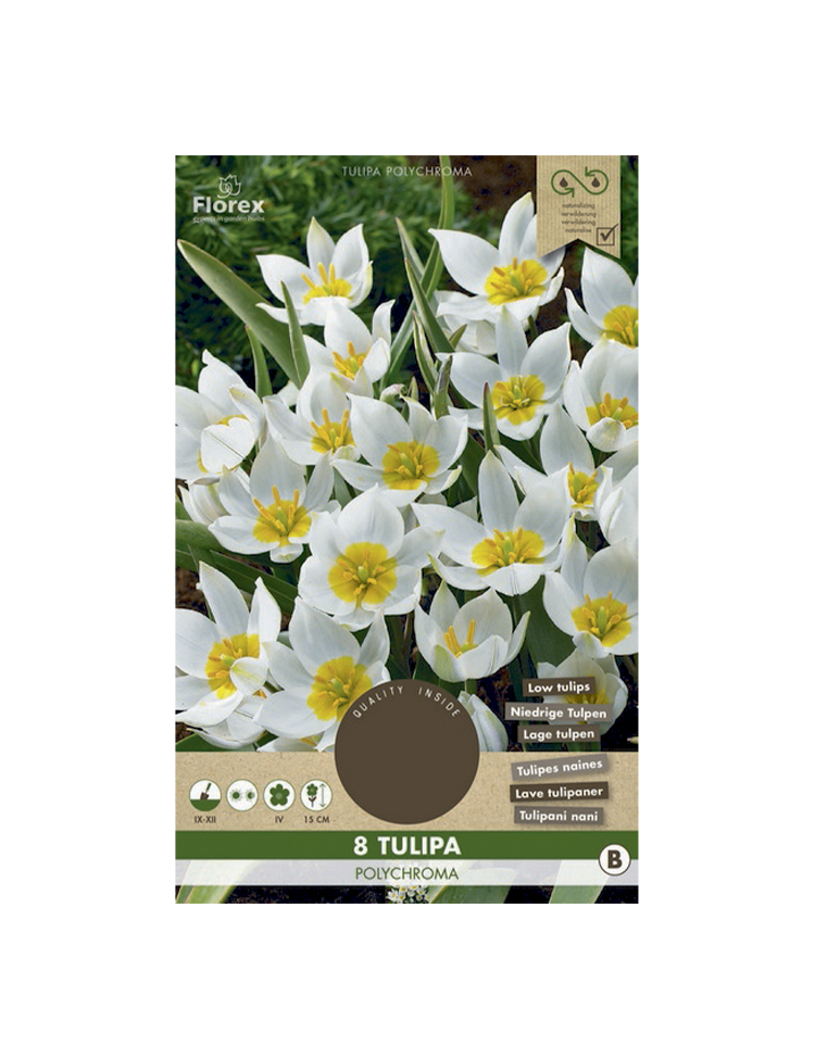 Tulipan løg , Tulip 'Polychroma'. Pakke med 8 løg | Plantorama