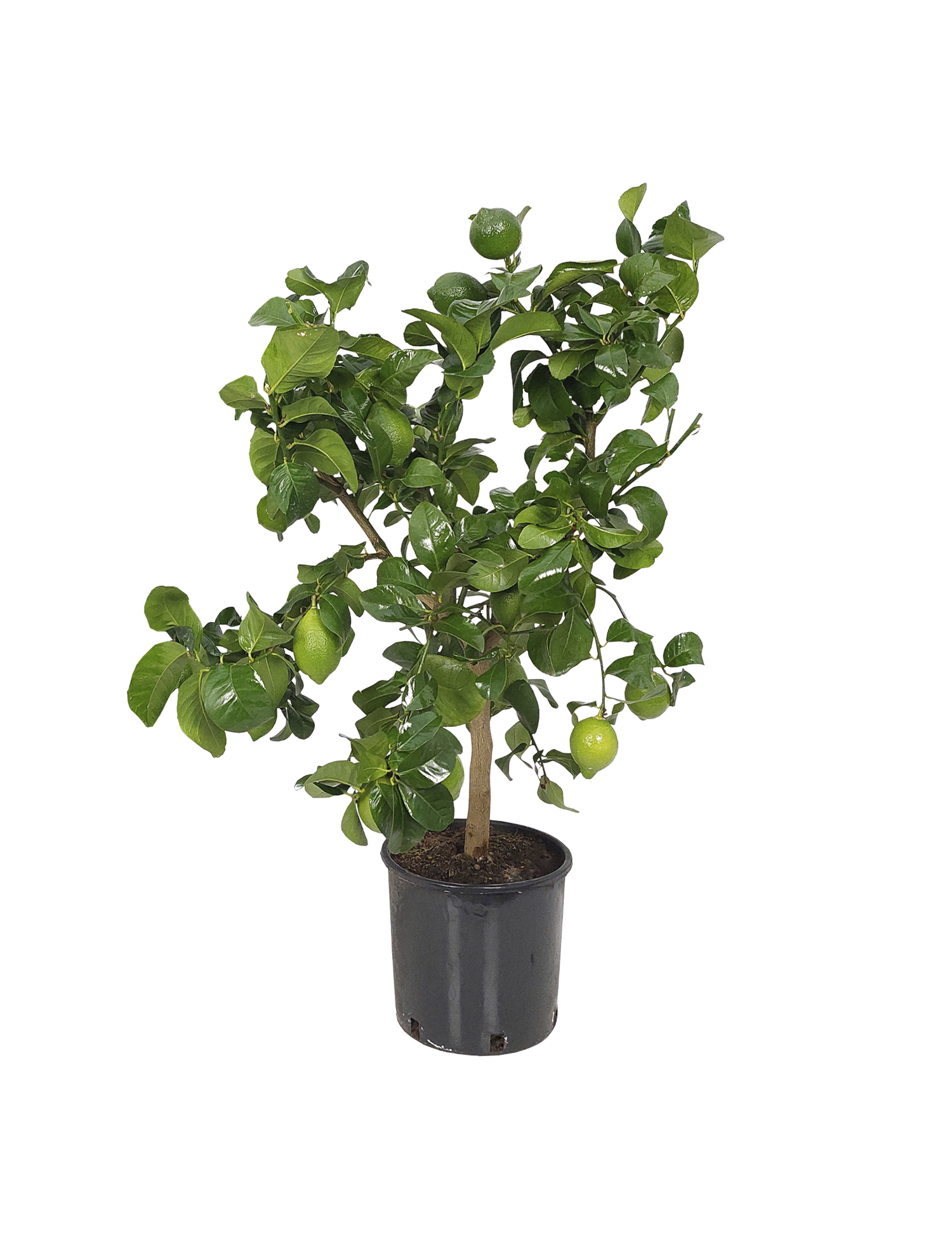 Citrus lemon, Citrus lemon 'Femminello Carrubaro', Ø21 cm potte ...