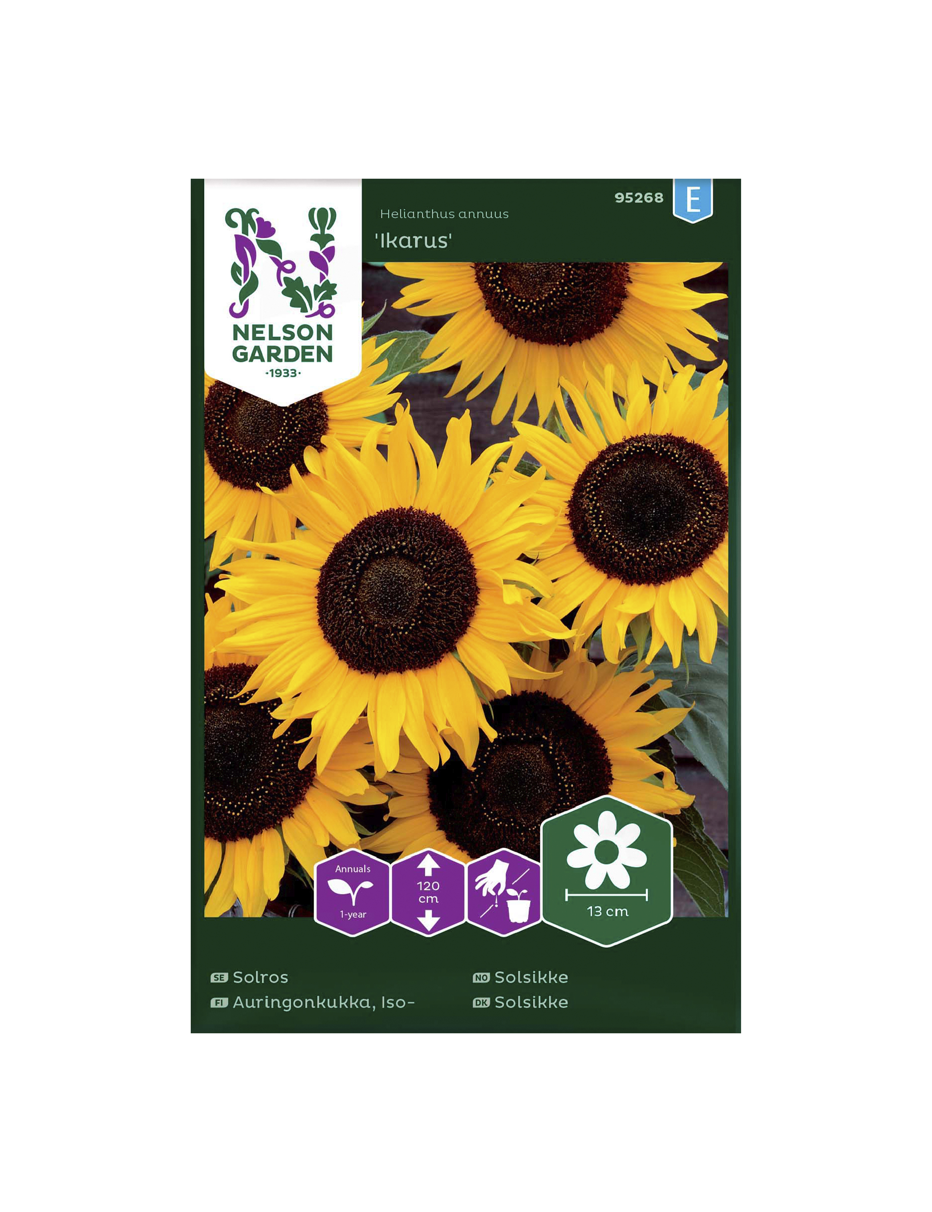 Solsikke frø, Helianthus annuus. 'Ikarus' | Plantorama