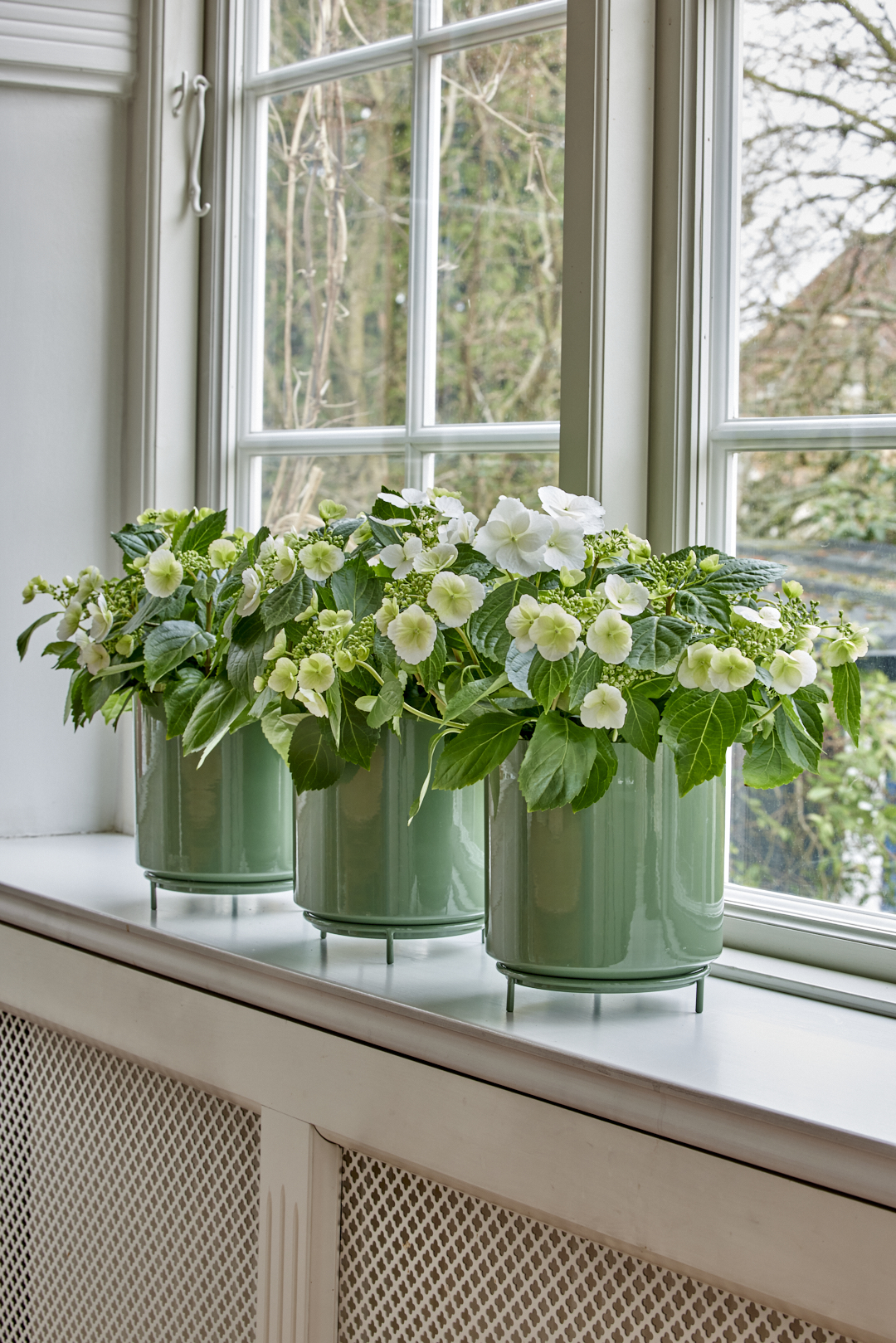 Hortensia Hydrangea macrophylla 'Runaway Bride' Ø13 cm potte | Plantorama