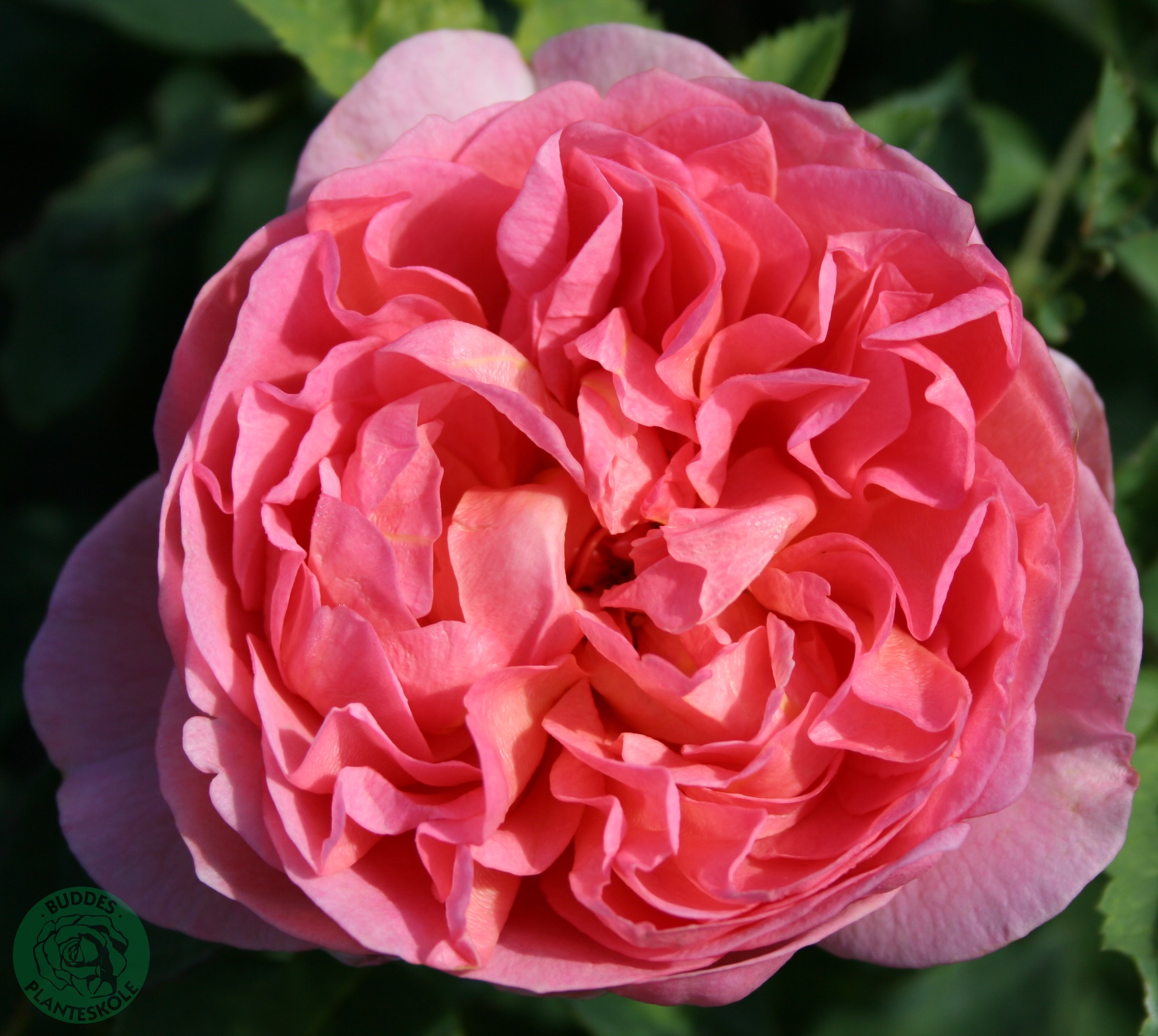 Engelsk rose Rosa 'Boscobel' | Plantorama