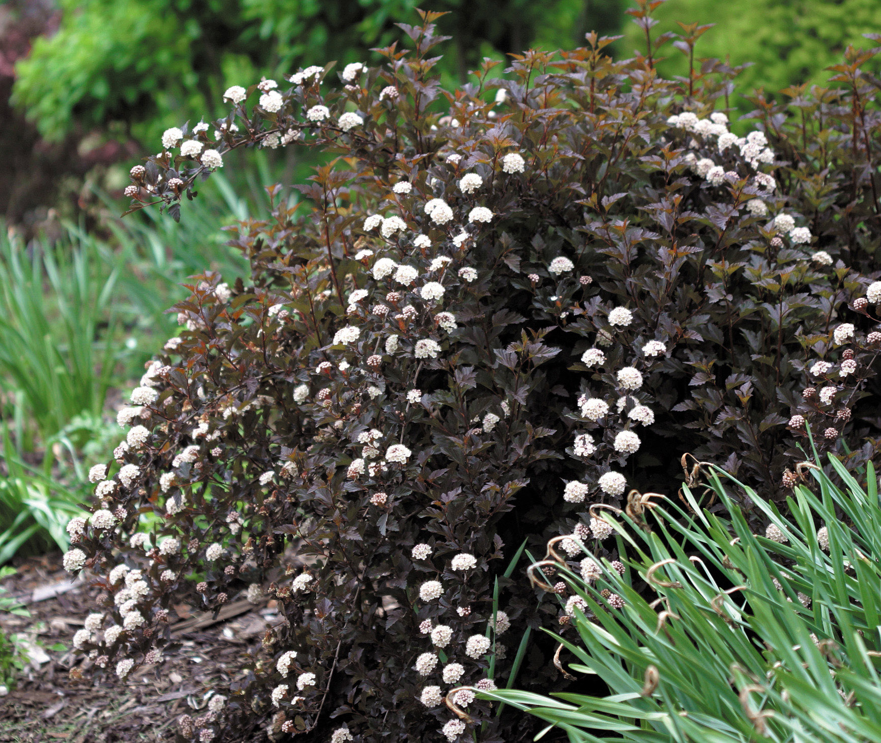 Blærespiræa, Physocarpus opu. 'Summer wine'®, 5 liter potte | Plantorama